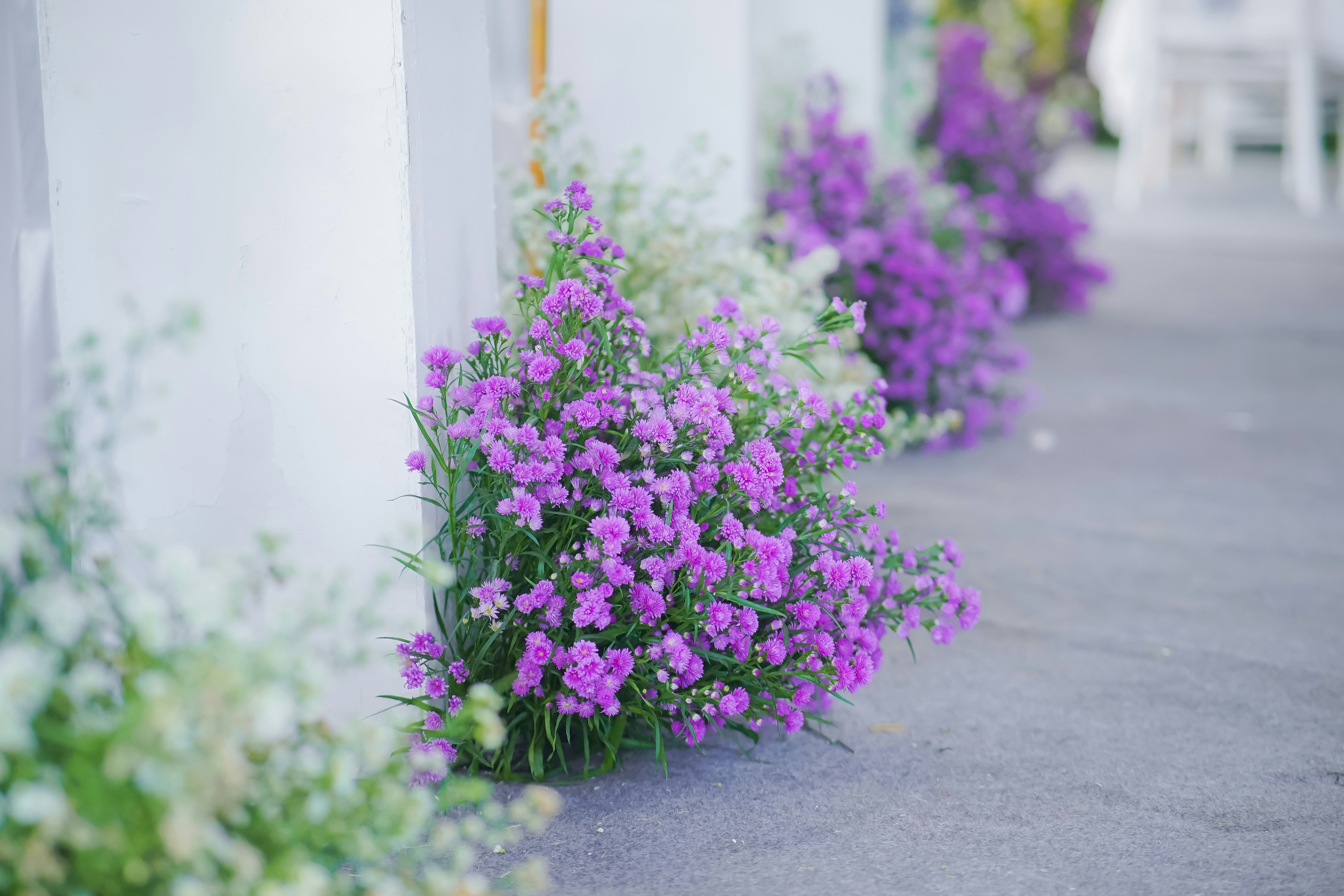 Lavender Hues Along a Quiet Pavement