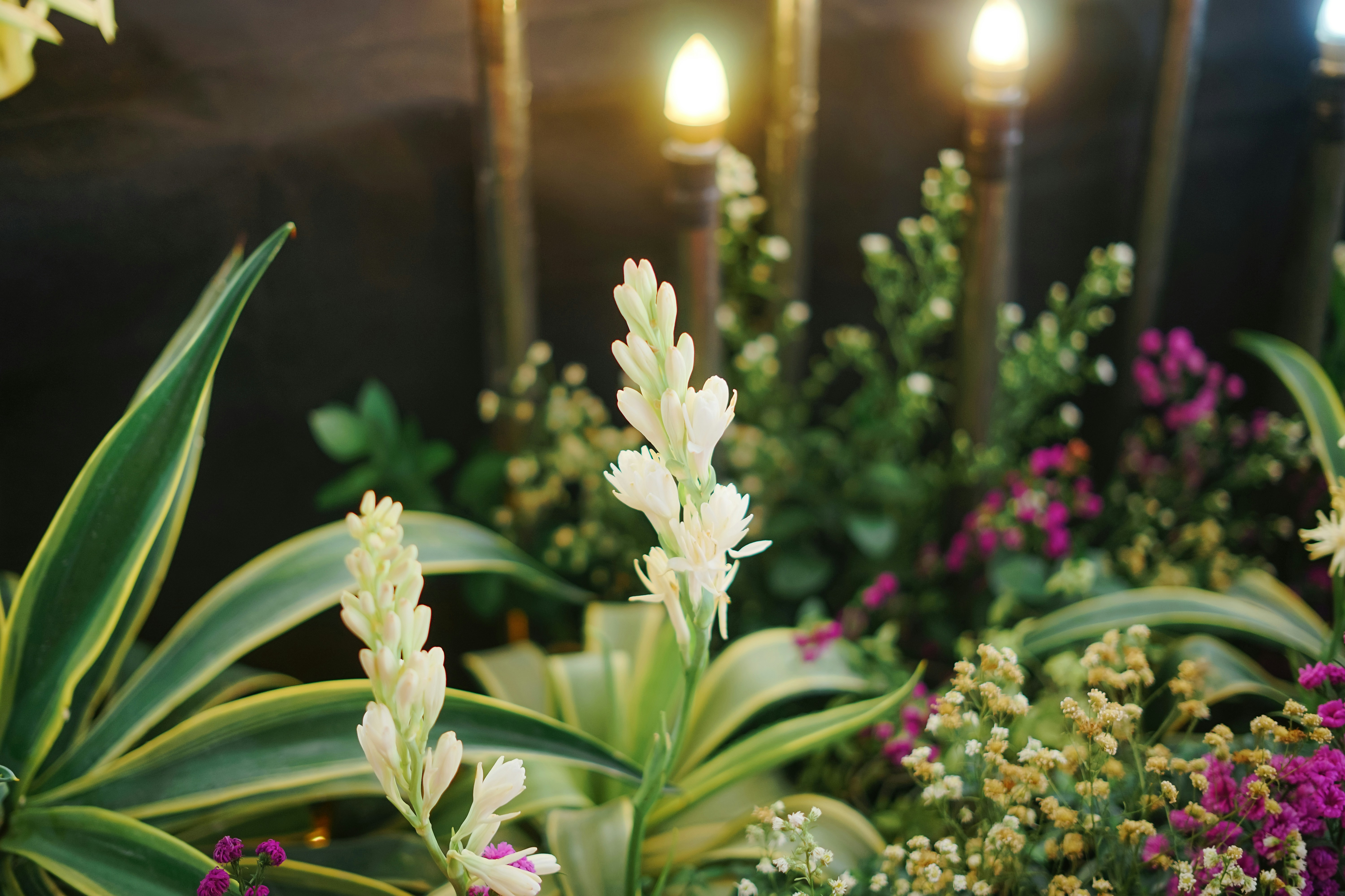 Candlelit Spires: Close-Up of White Blooms in a Lush Corner