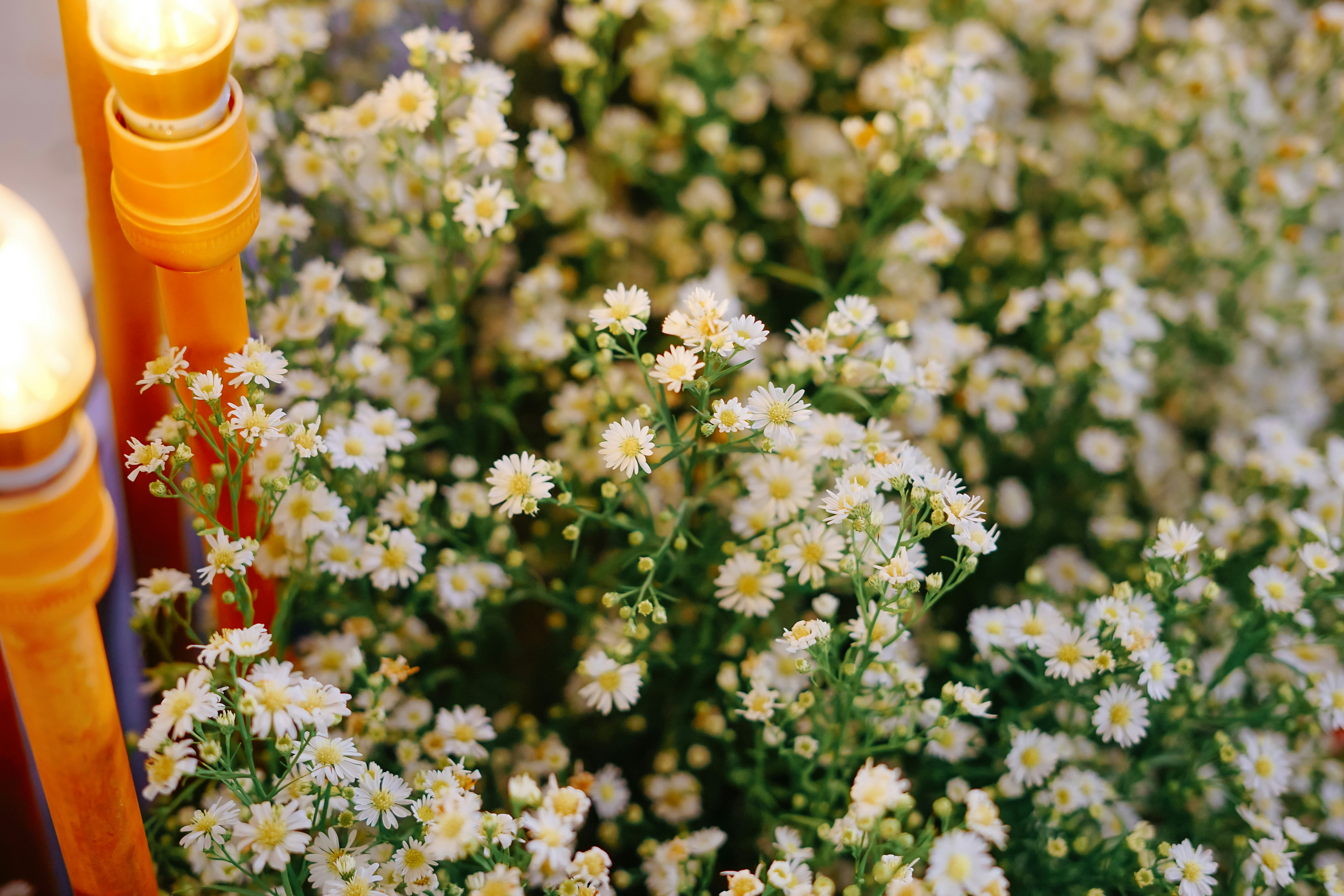 Whispers of Light Among a Sea of Daisies