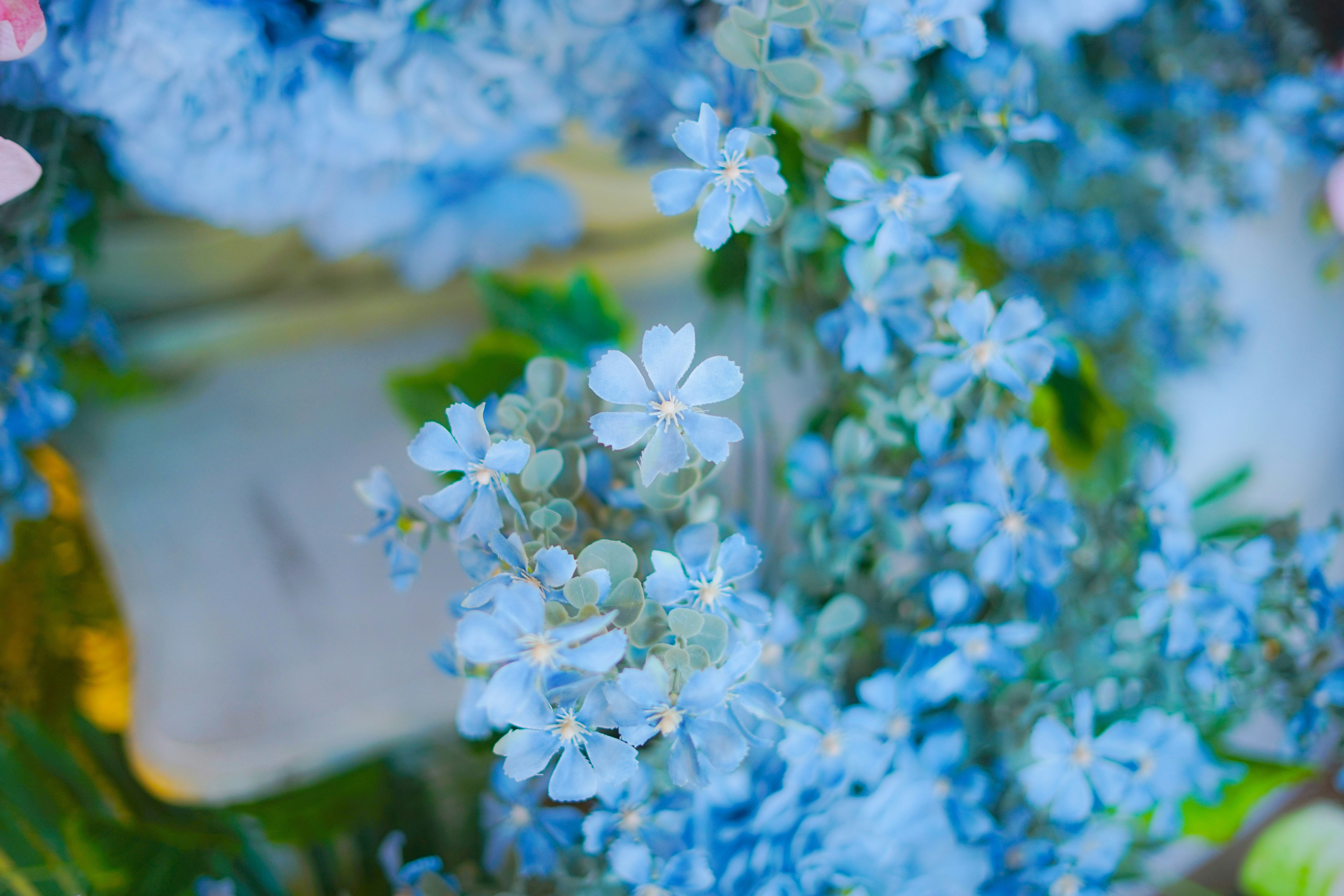A close up of a bunch of blue flowers photo – Free Flower Image on Unsplash
