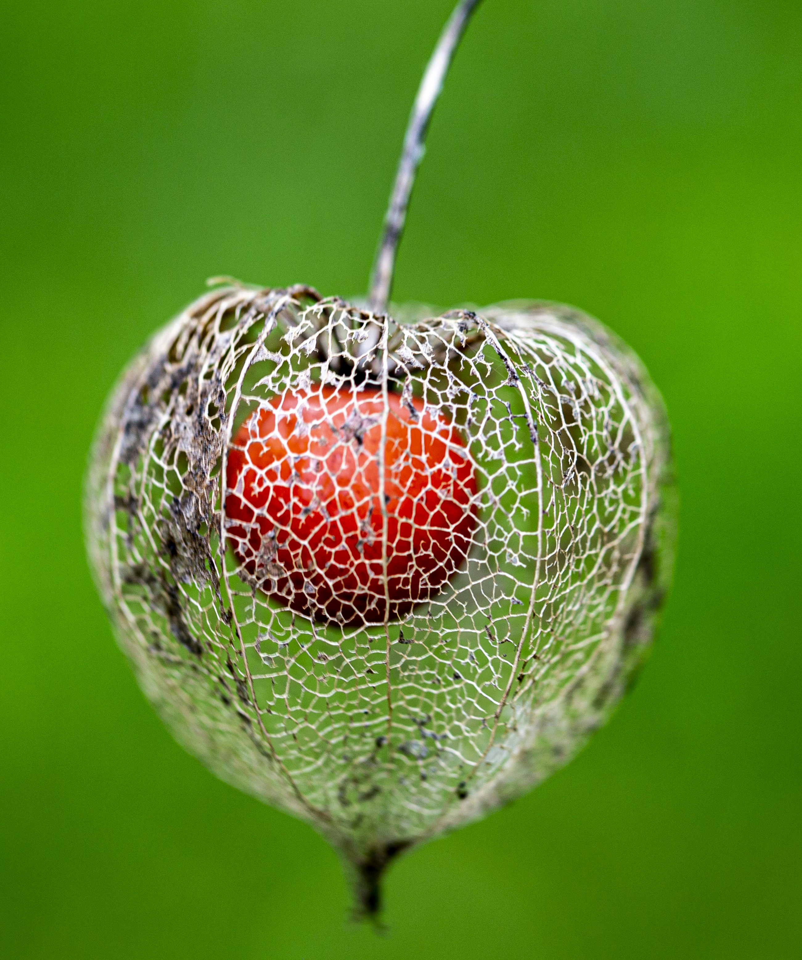 Veiled Cherry: The Skeleton of a Leaf-Heart with a Ruby Core