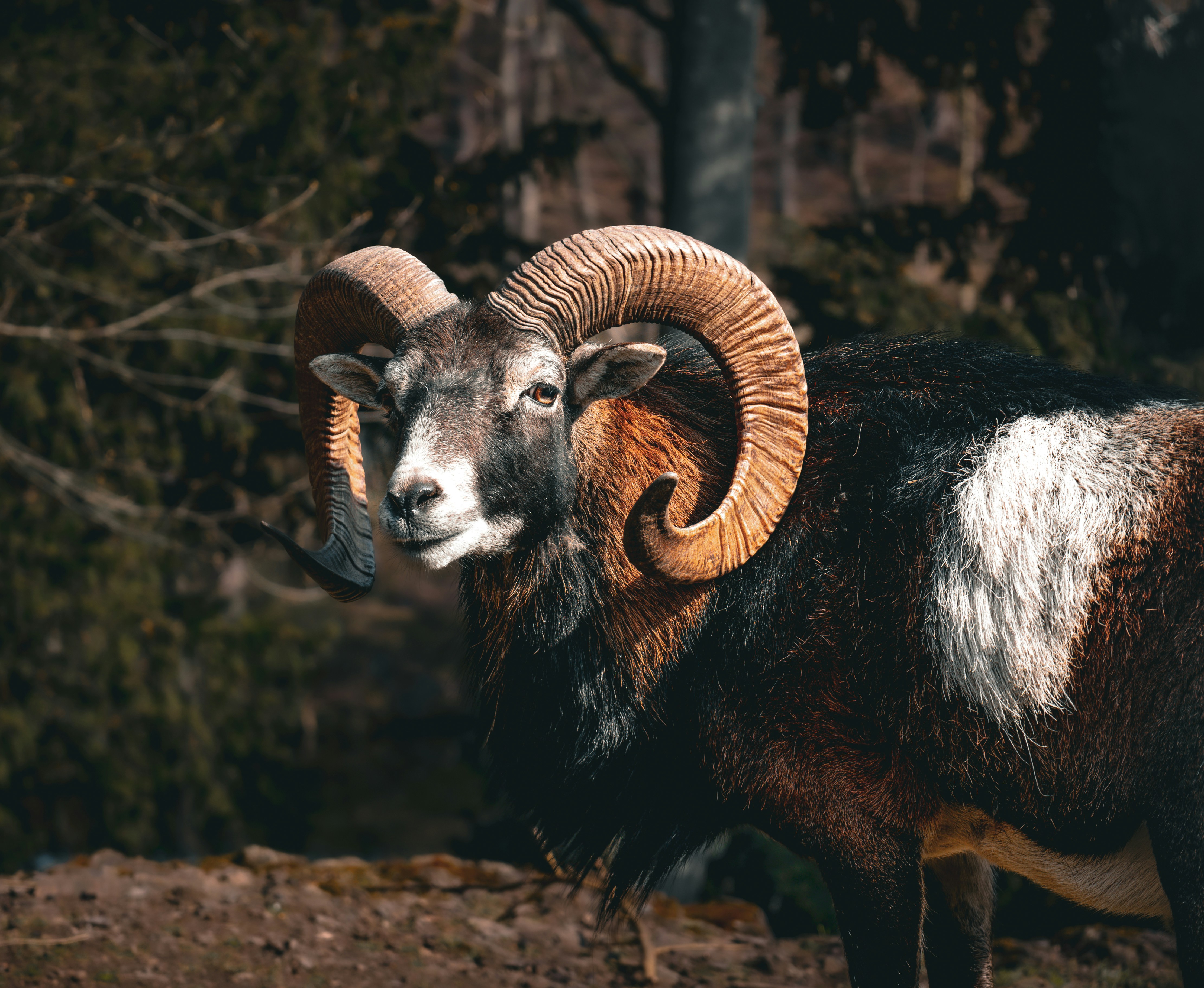 A ram with large horns standing in a wooded area photo – Free Curved ...