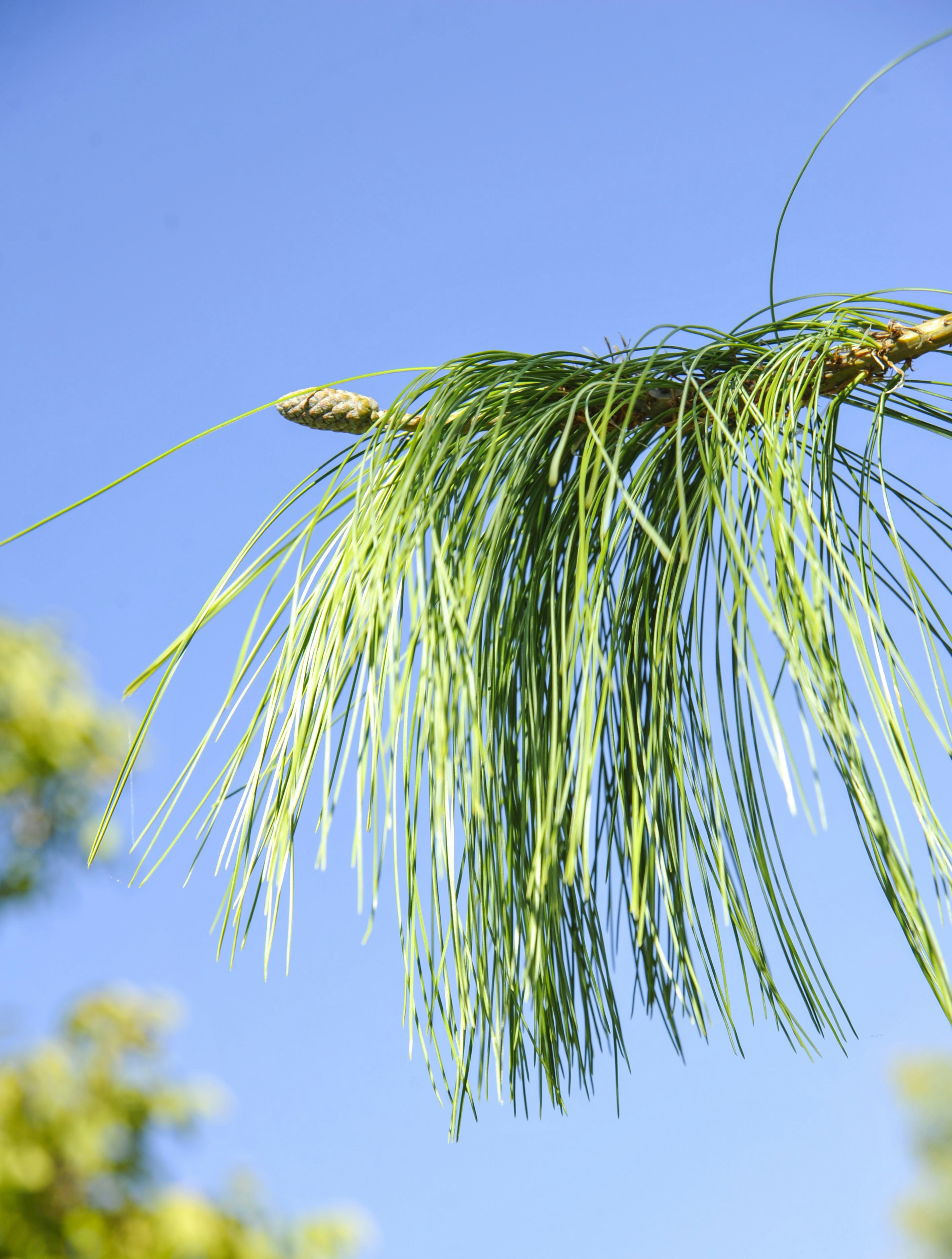A close up of a pine tree branch