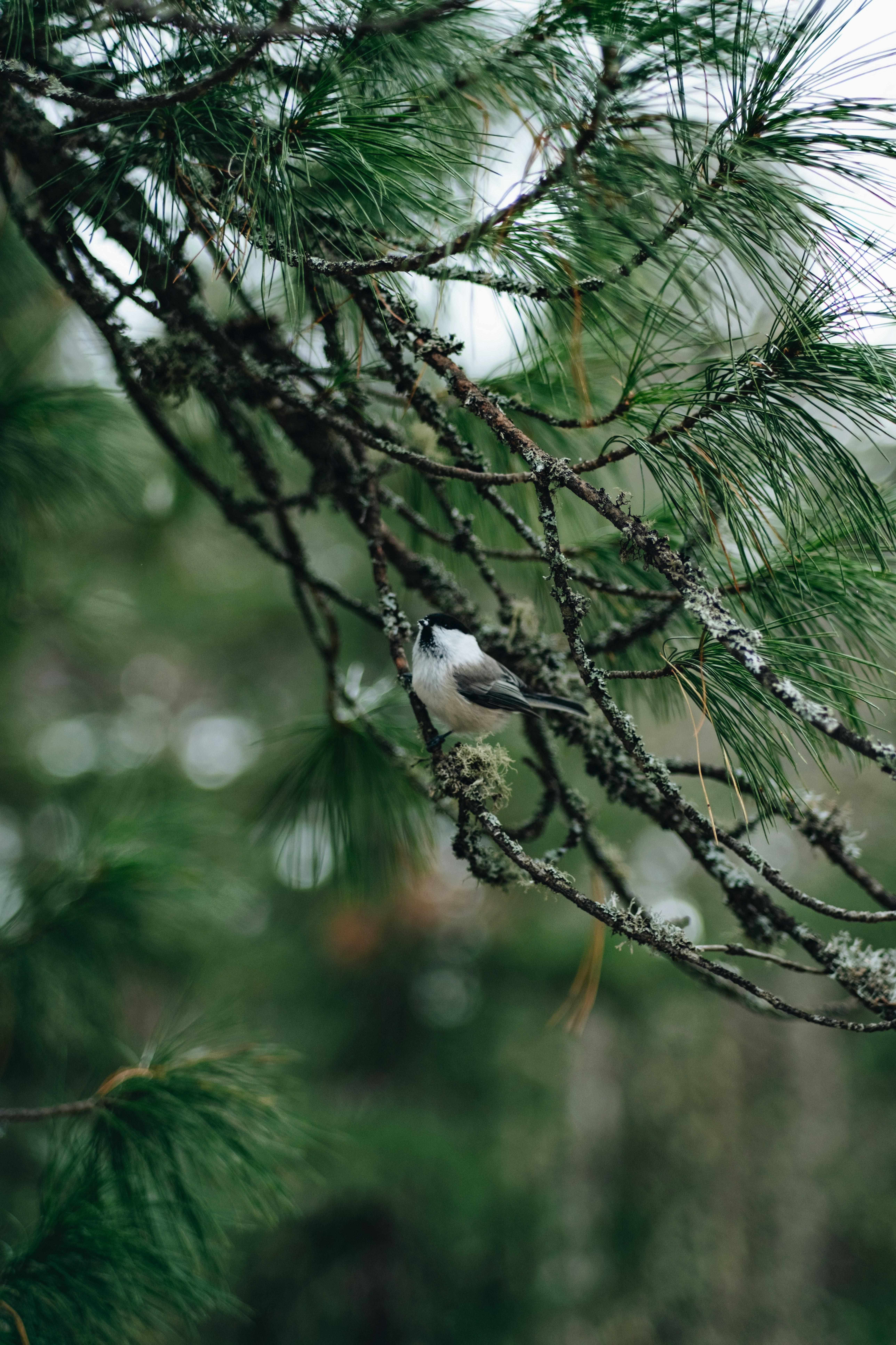 A bird perched on a branch of a pine tree photo – Free Animal Image on ...