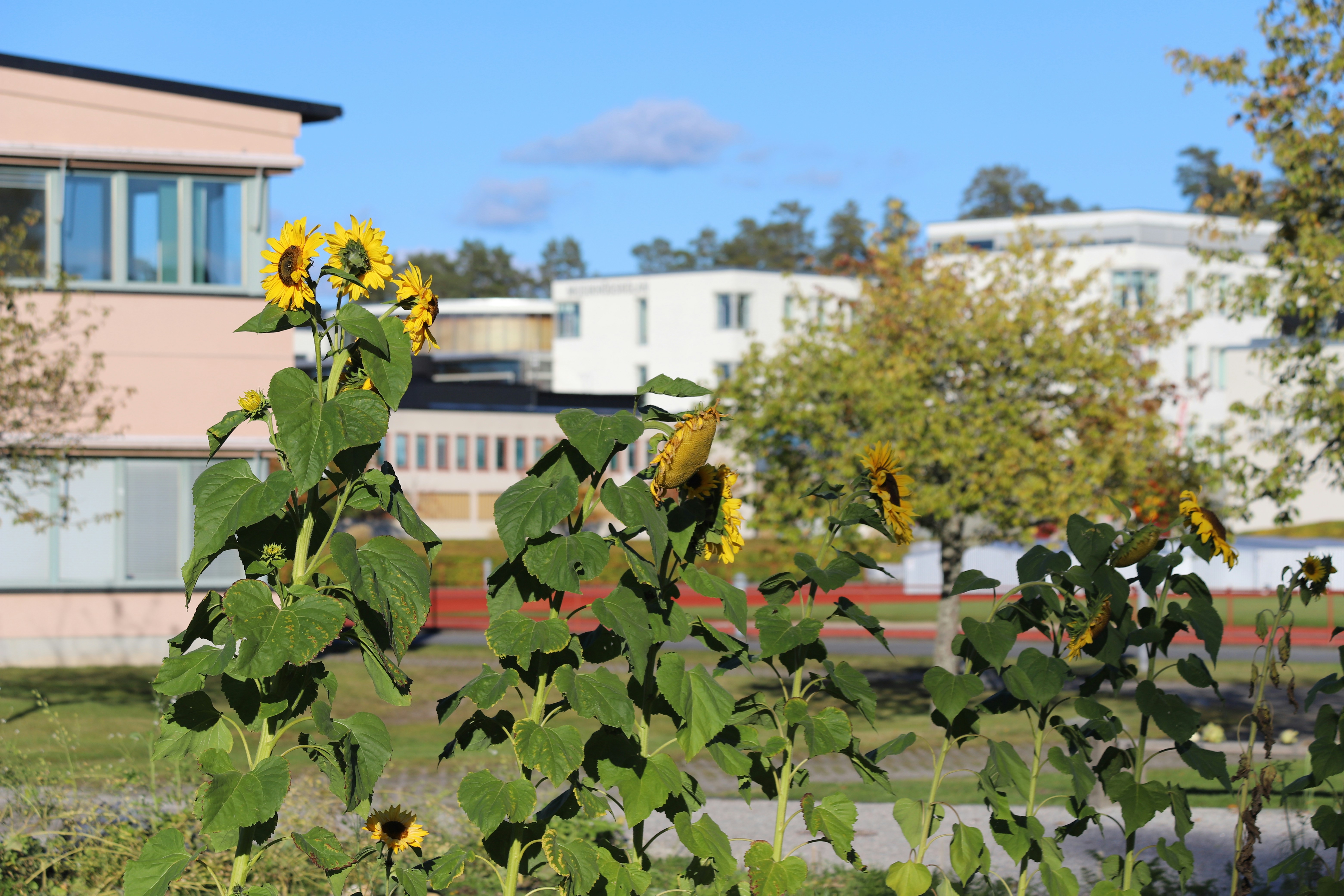 Sunflowers Stand Guard Along a Quiet Campus Verge Under a Bright Sky