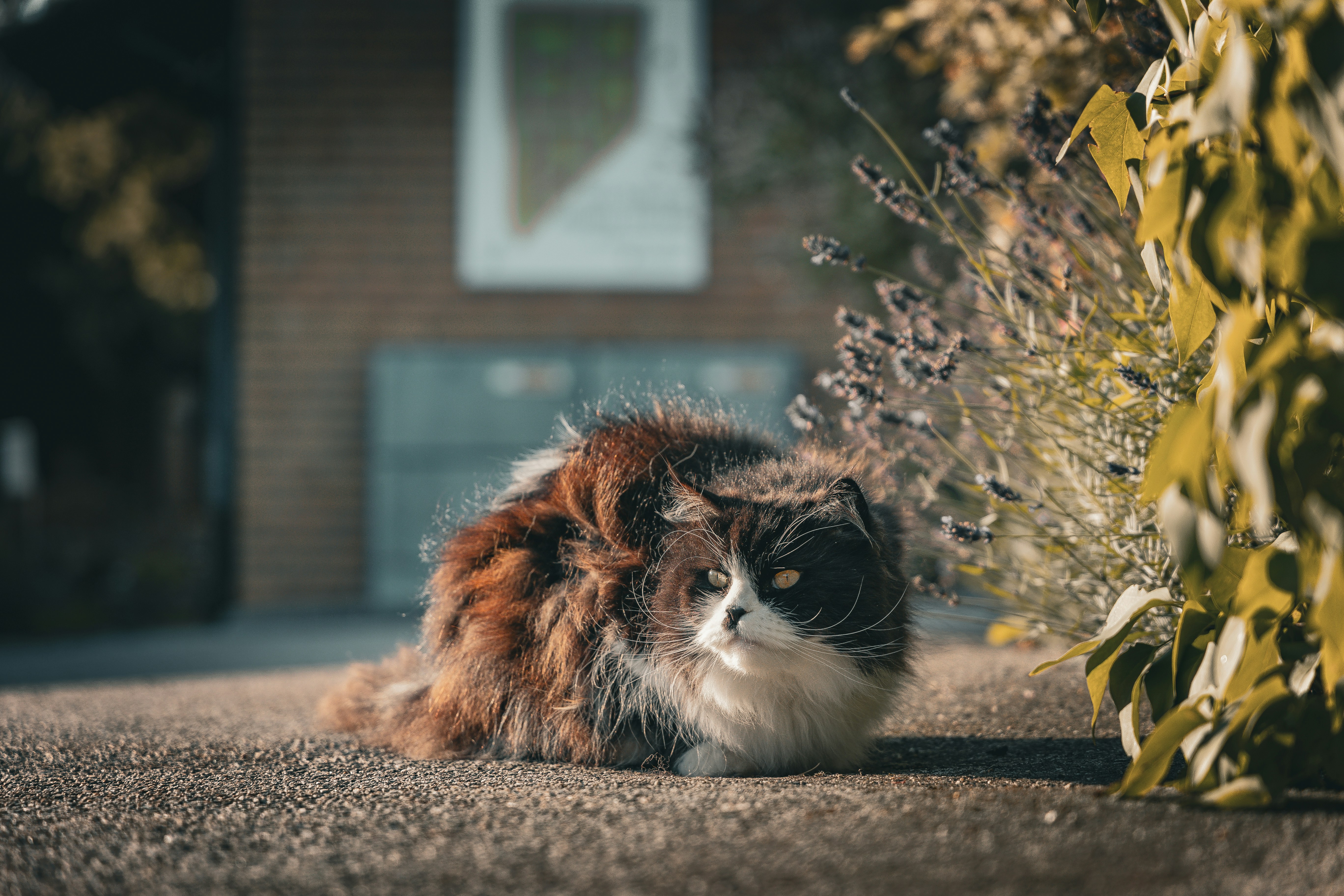 Sunlit Pause: A Calico Cat Resting on a Quiet Path