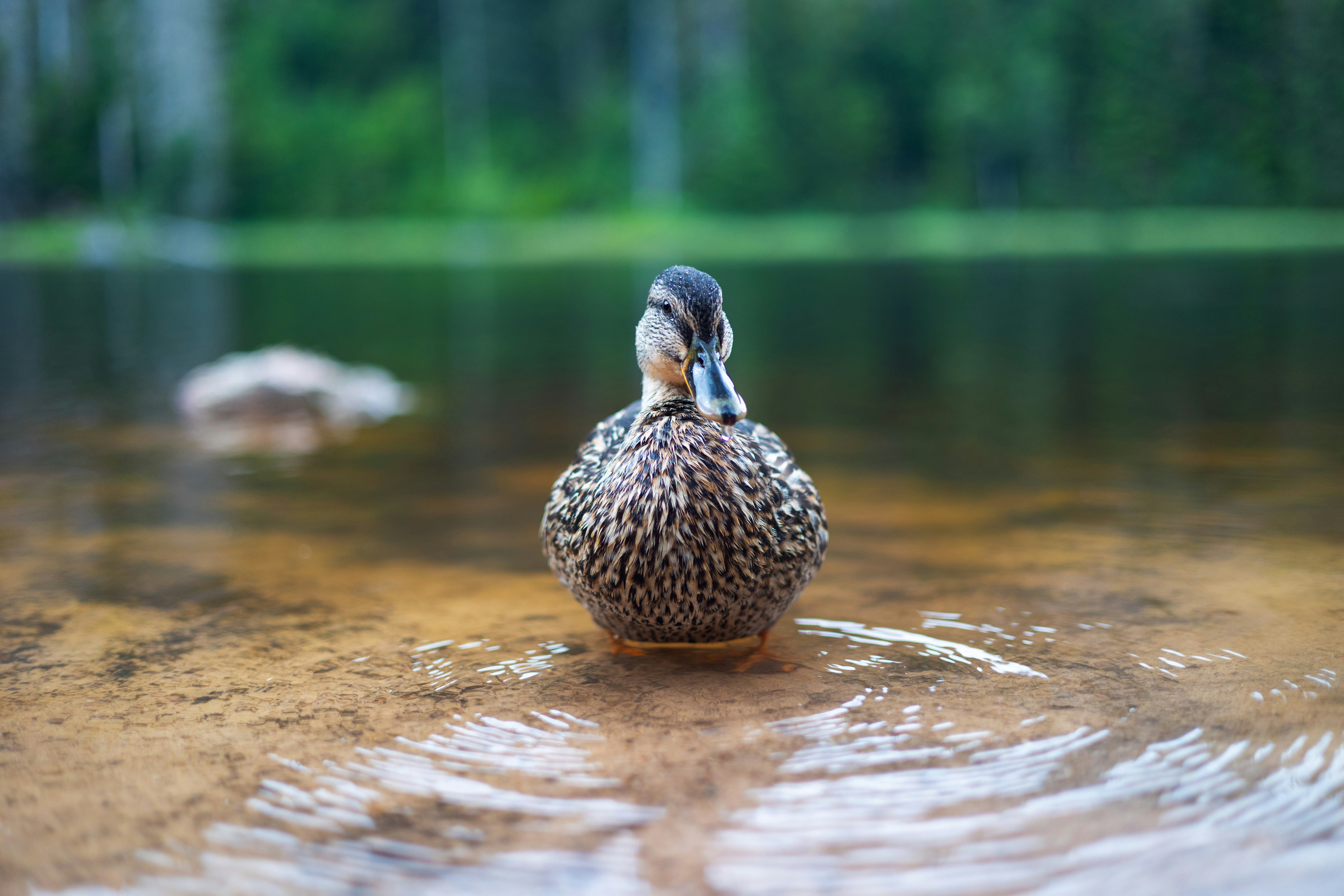 Centered Mallard Emerges from Quiet Shore