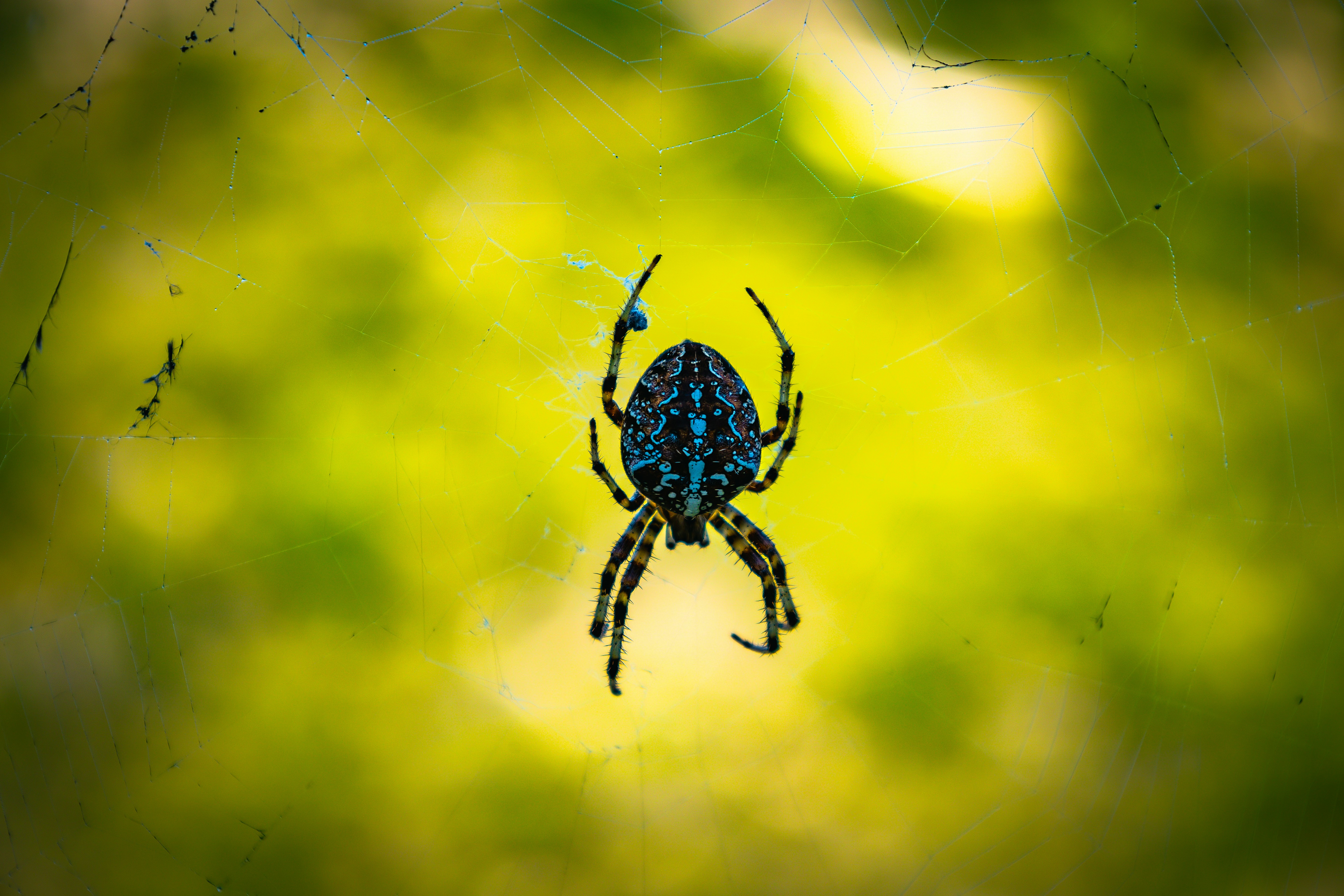 Emerald Veil: Blue-patterned spider suspended on a sunlit web amid green bokeh