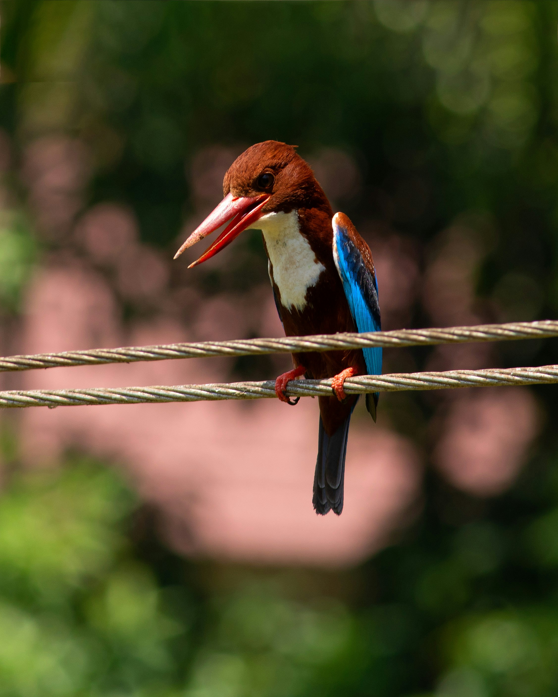 A White Throat Kingfisher
