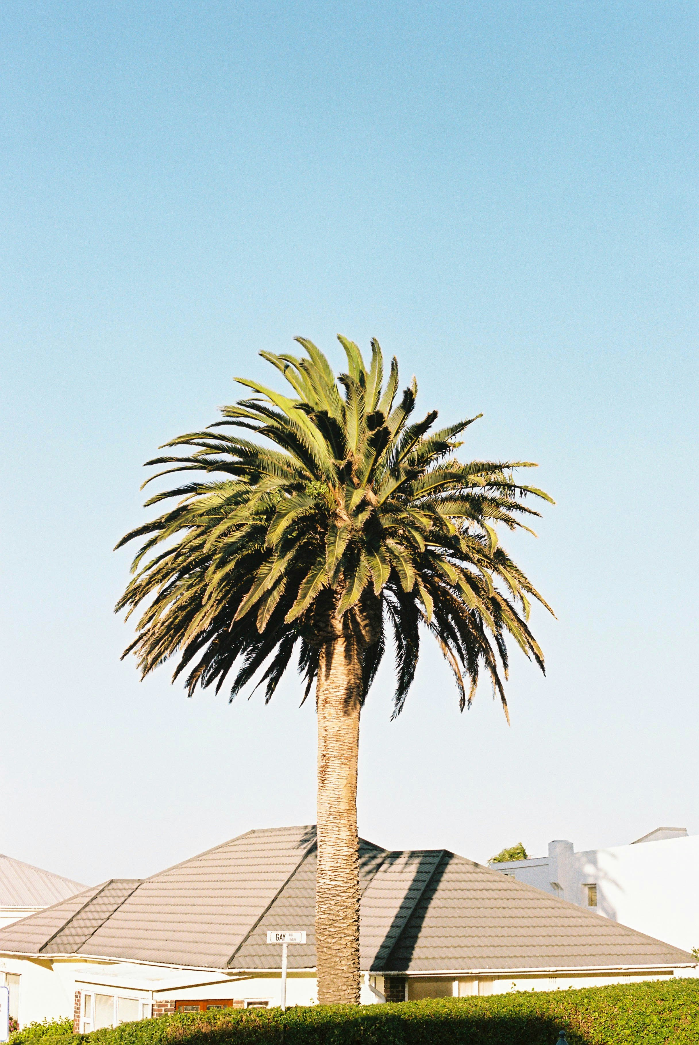 Palm Crown Rising Over a Quiet Suburban Rooftop Scene