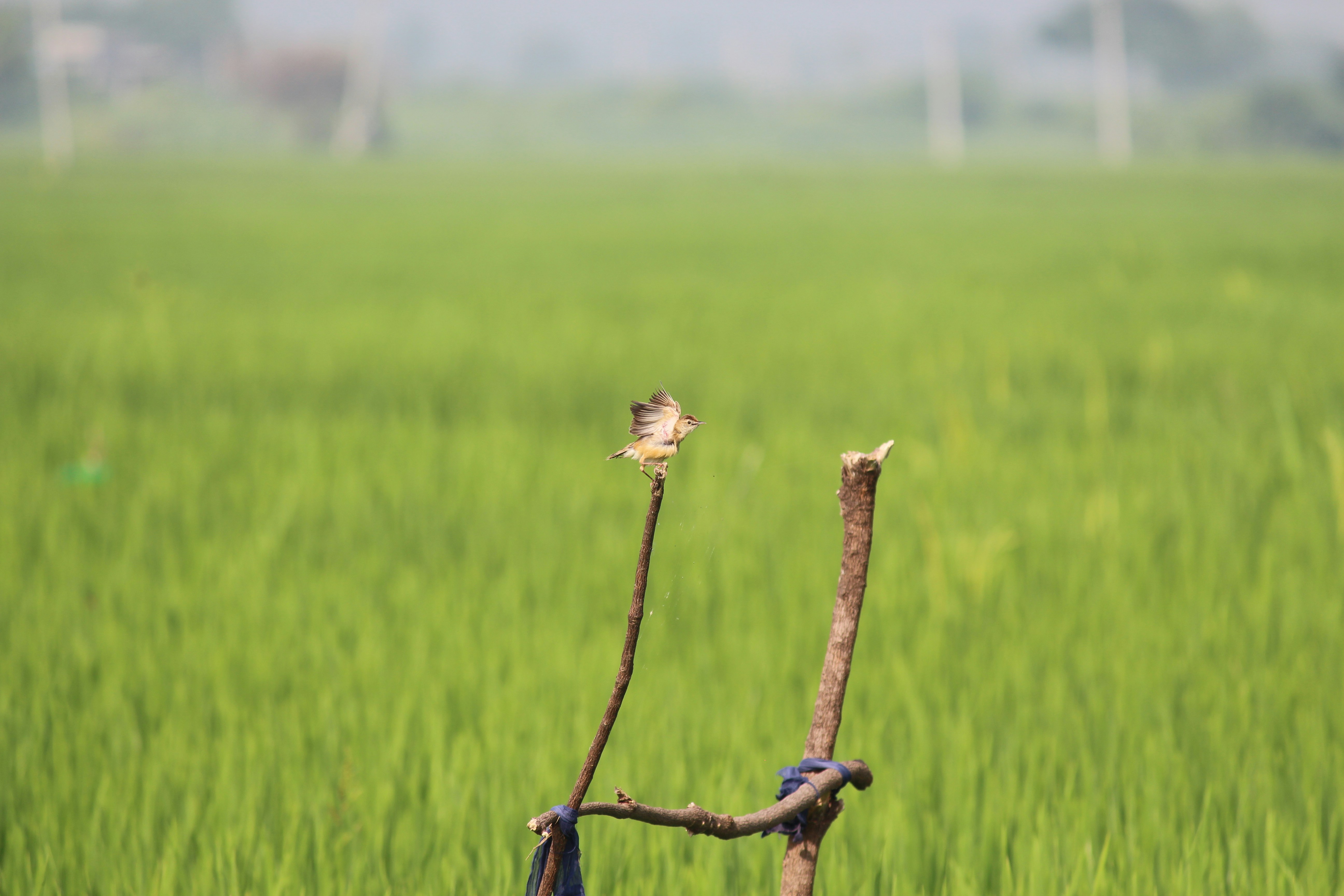 Bird on a Branch Above a Field of Green