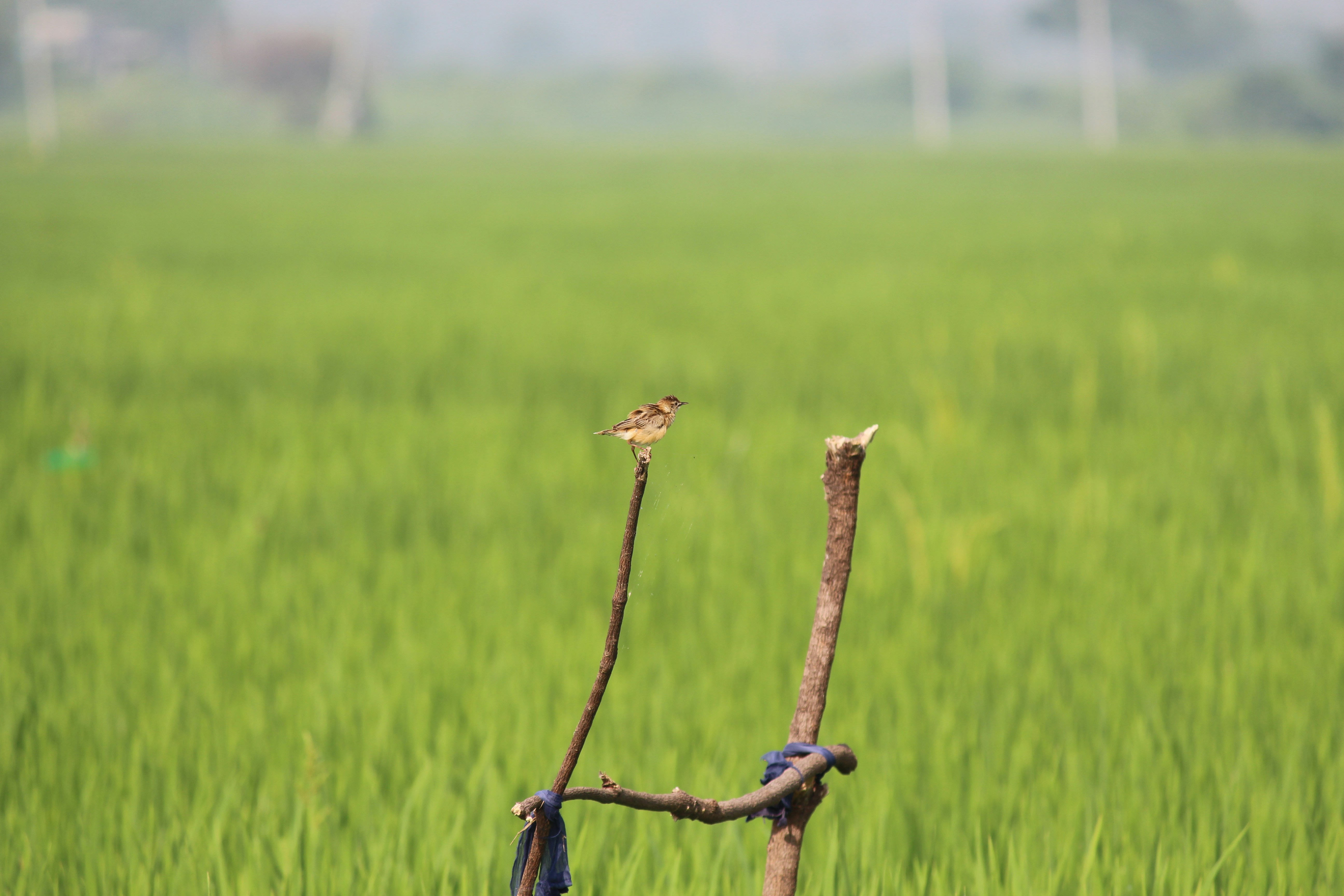 A small bird perched on a branch amidst a lush green rice field, capturing a tranquil moment in nature.