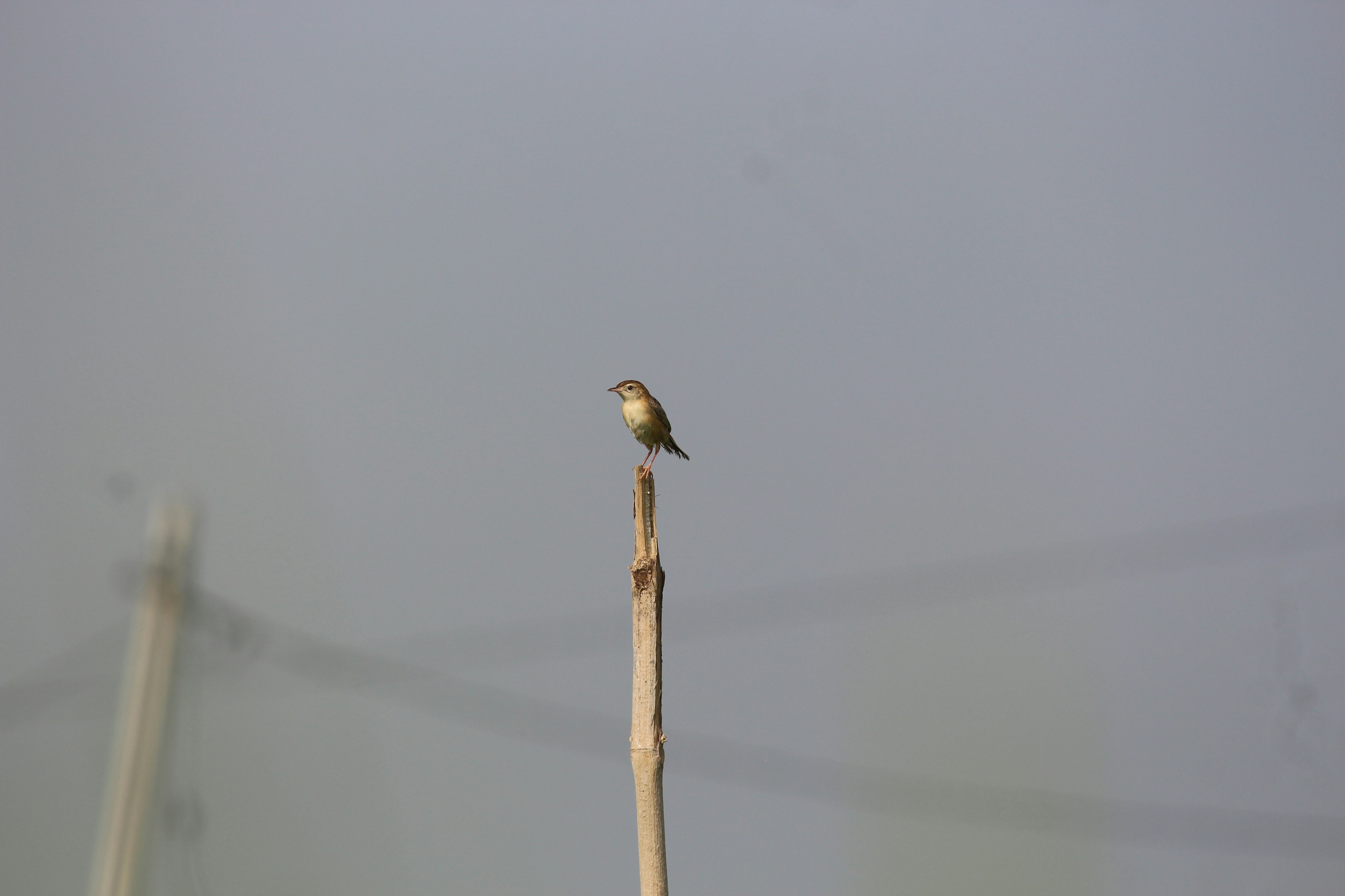 Natural Farming is Bird - Friendly.