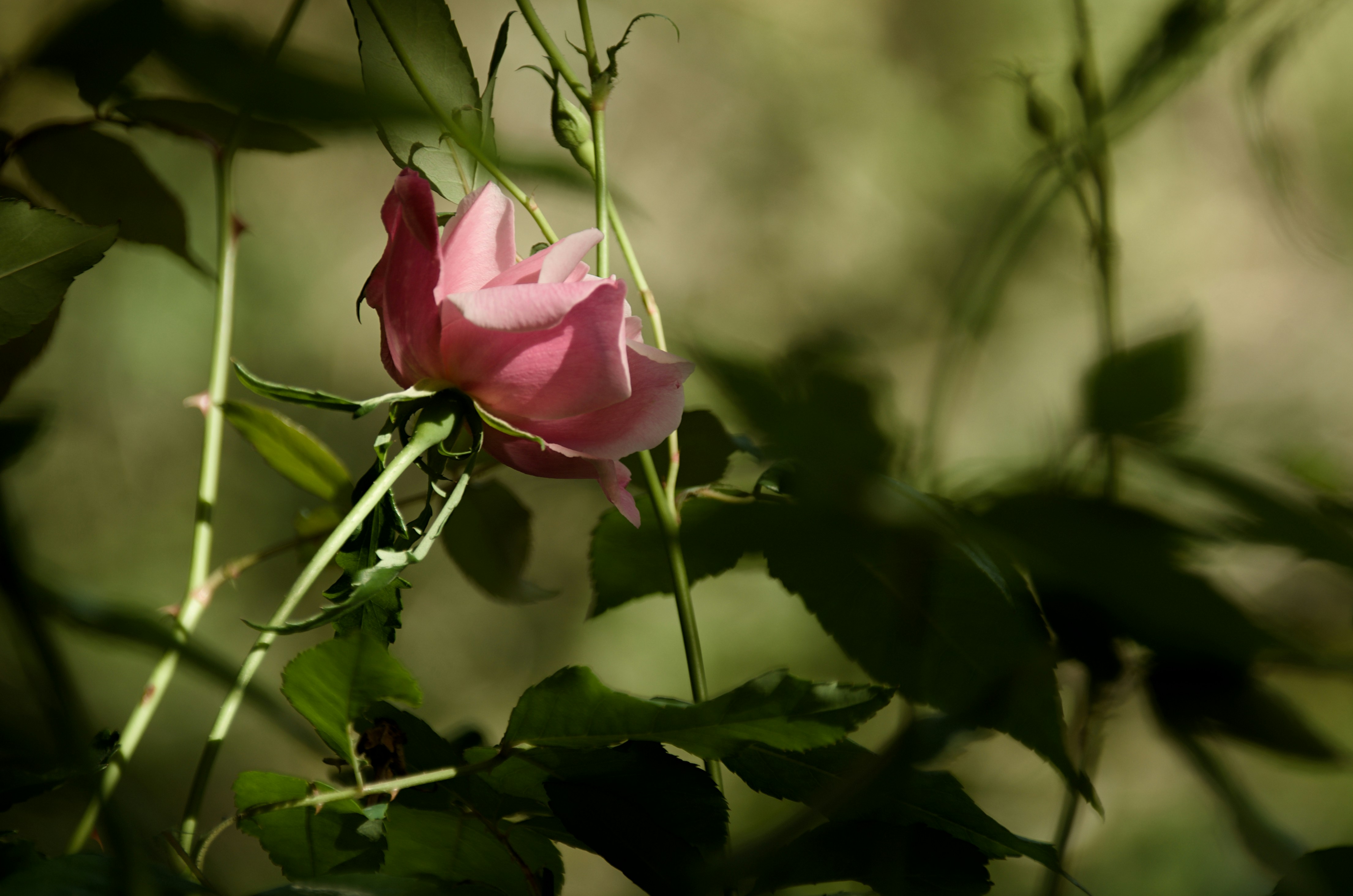 Petals in Quiet Light: a pink rose framed by tangled vines