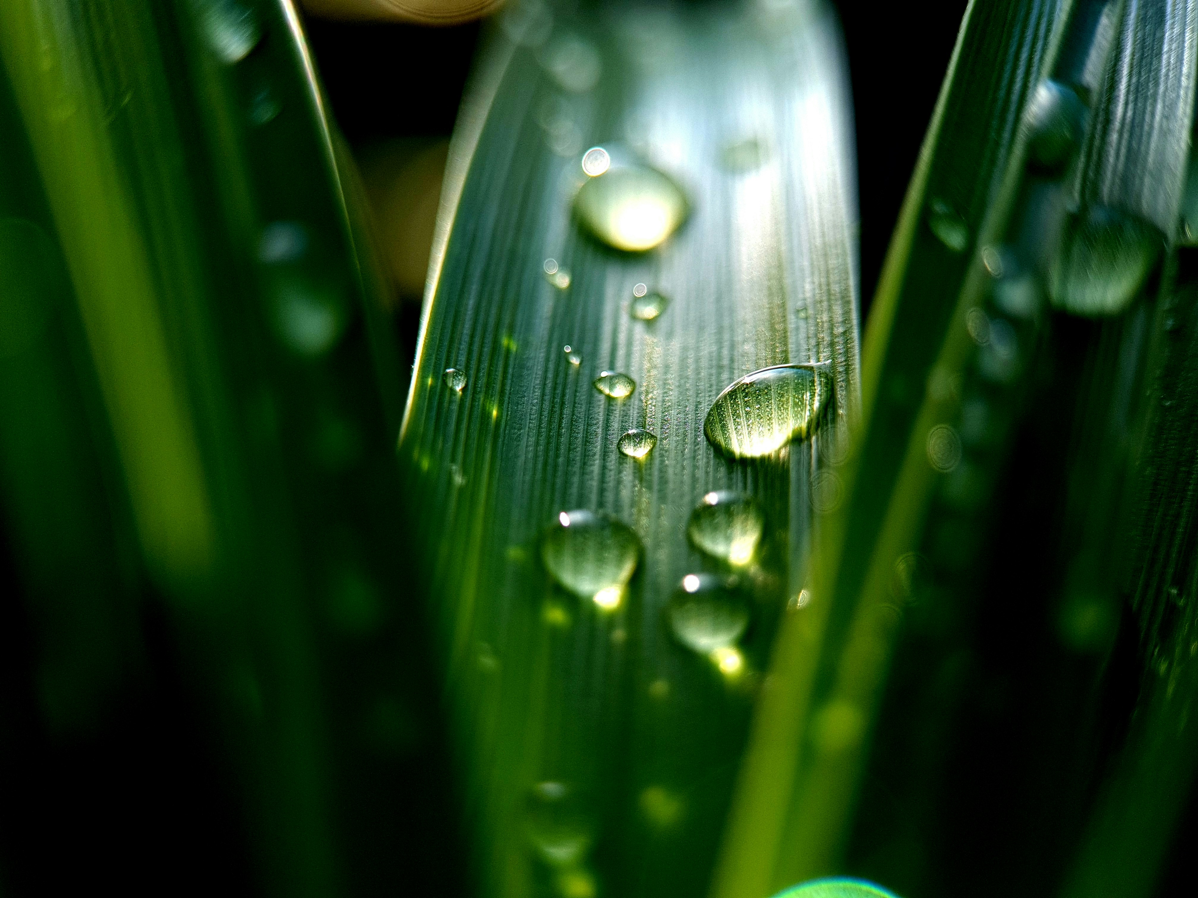 Emerald Dew on a Leaf: a macro moment of light and texture