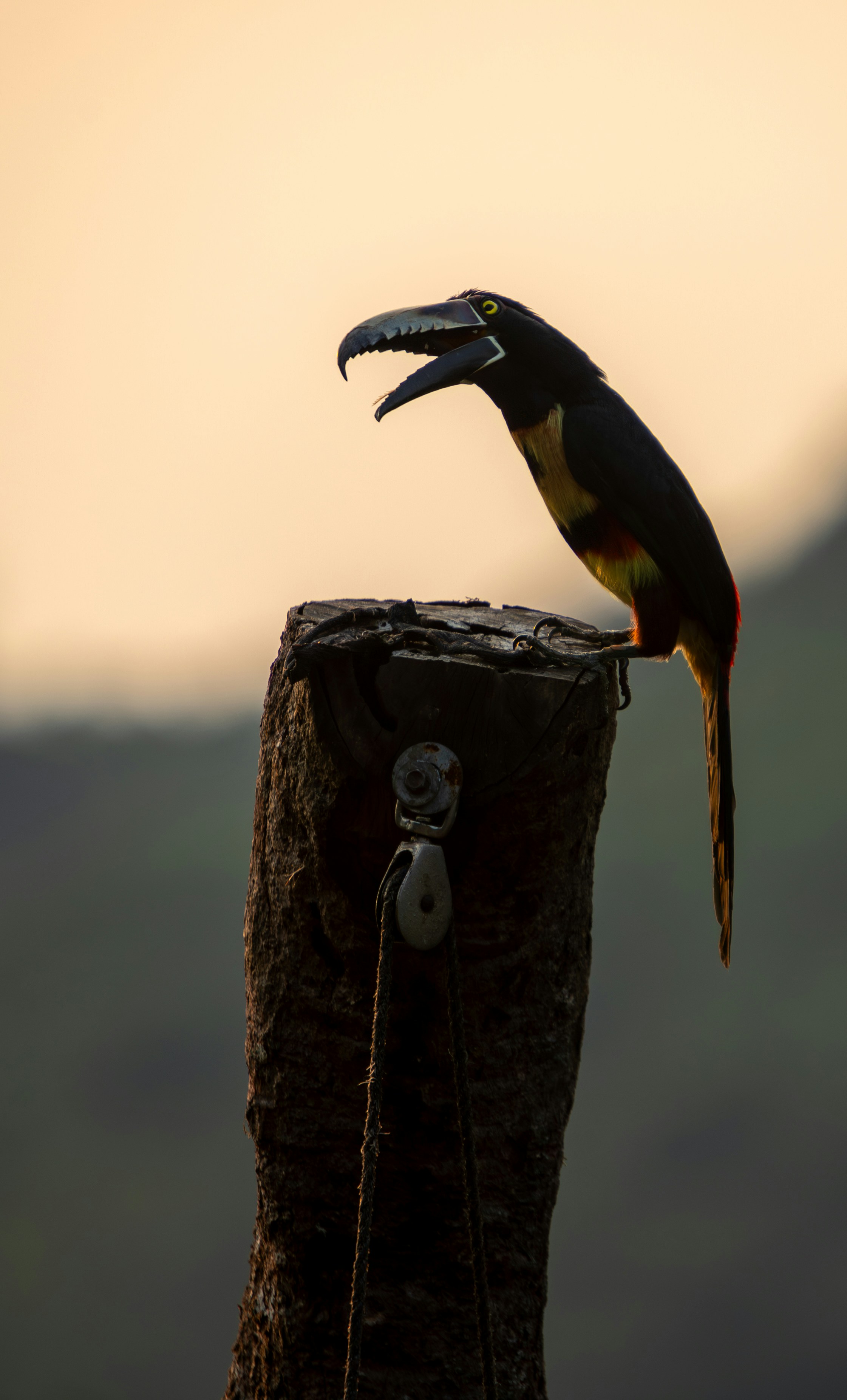 Sunset Sentinel: A Curved-Beak Bird Perches on a Weathered Post