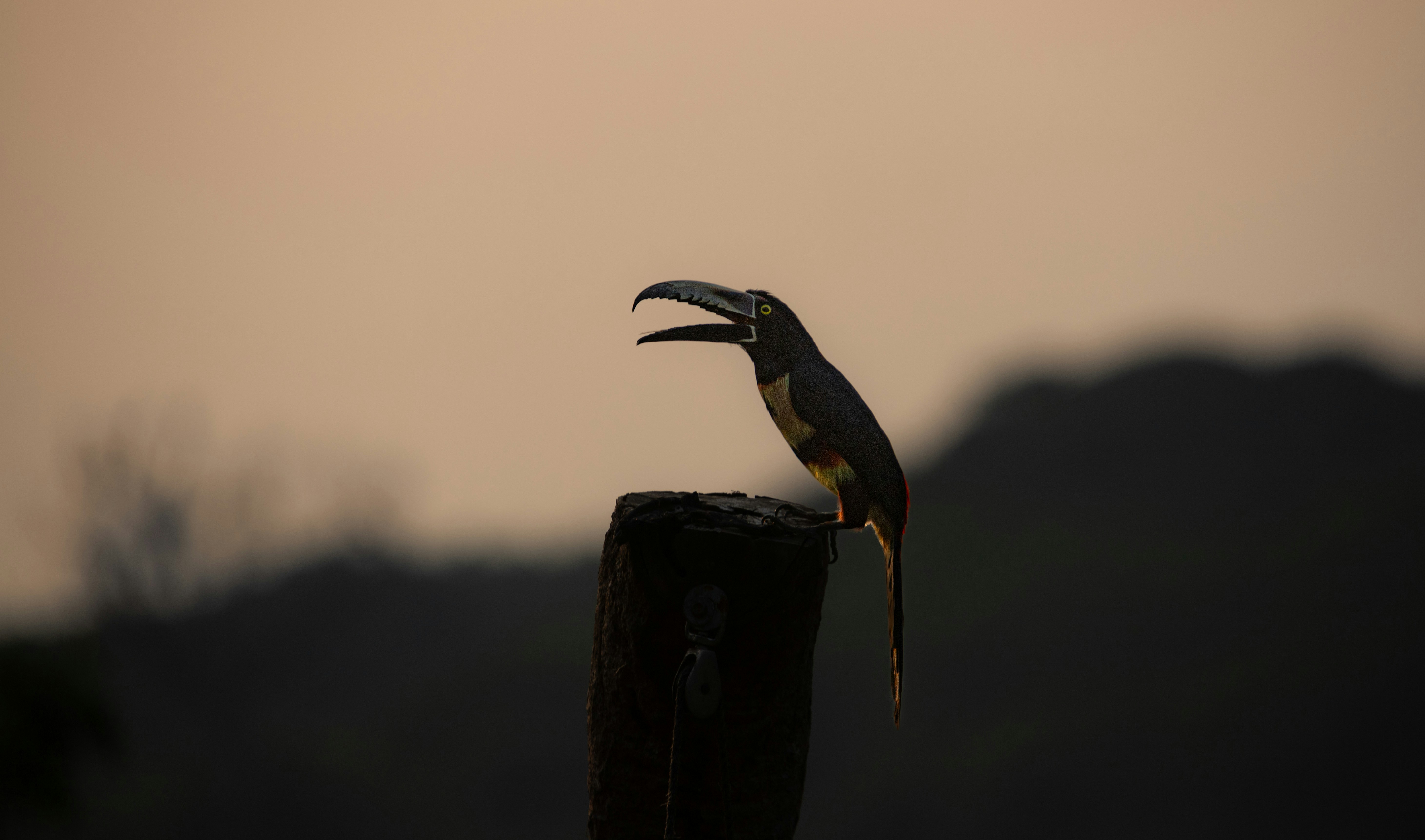 Harped Alight: A Pied Kingfisher Perch at Dusk