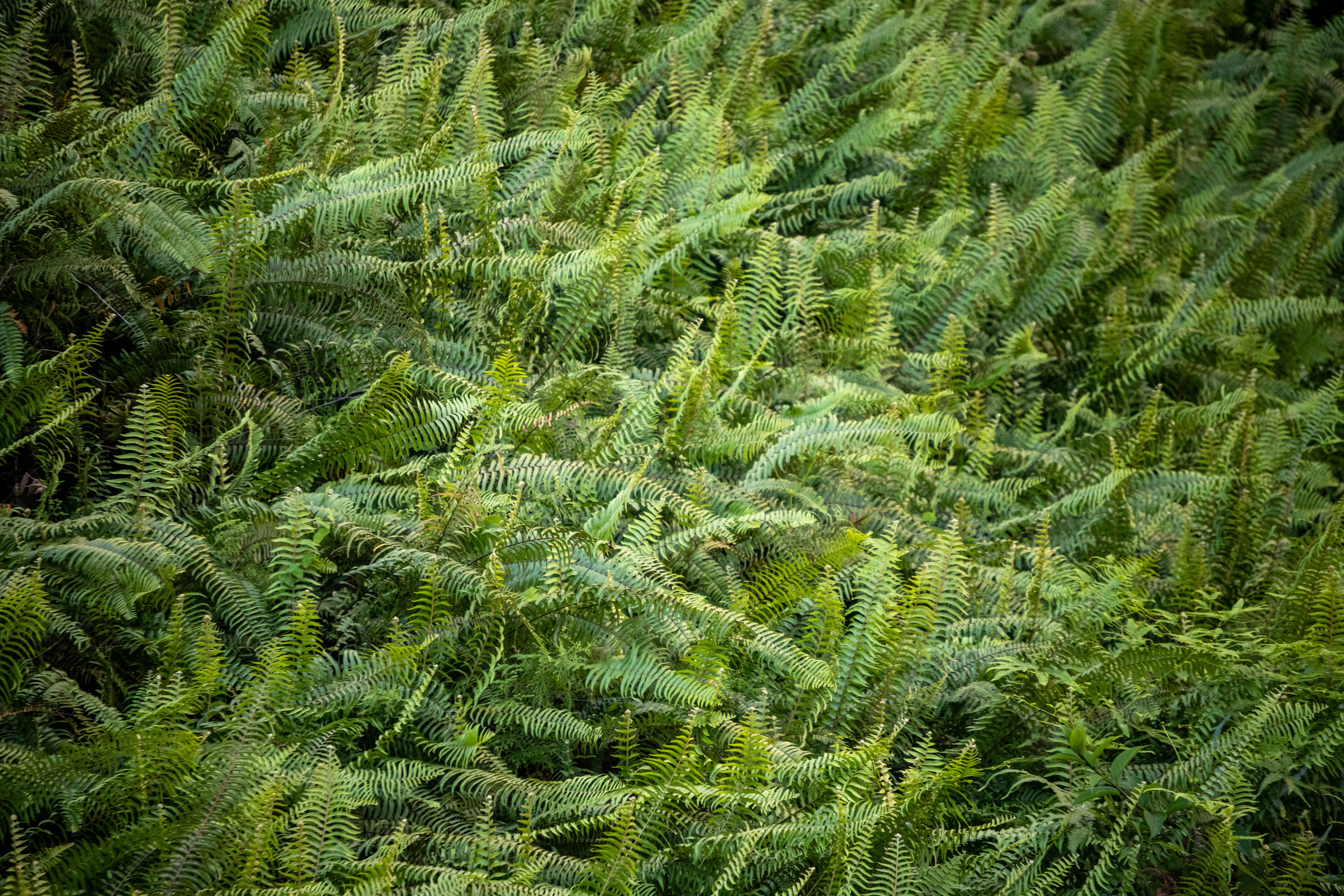 A close-up image of fern leaves, displaying the intricate patterns and textures of the fronds. The green leaves are aligned in a natural pattern, showcasing the delicate structure of the fern’s leafy branches. The details emphasize the symmetry and beauty of this tropical plant, found commonly in forested environments.