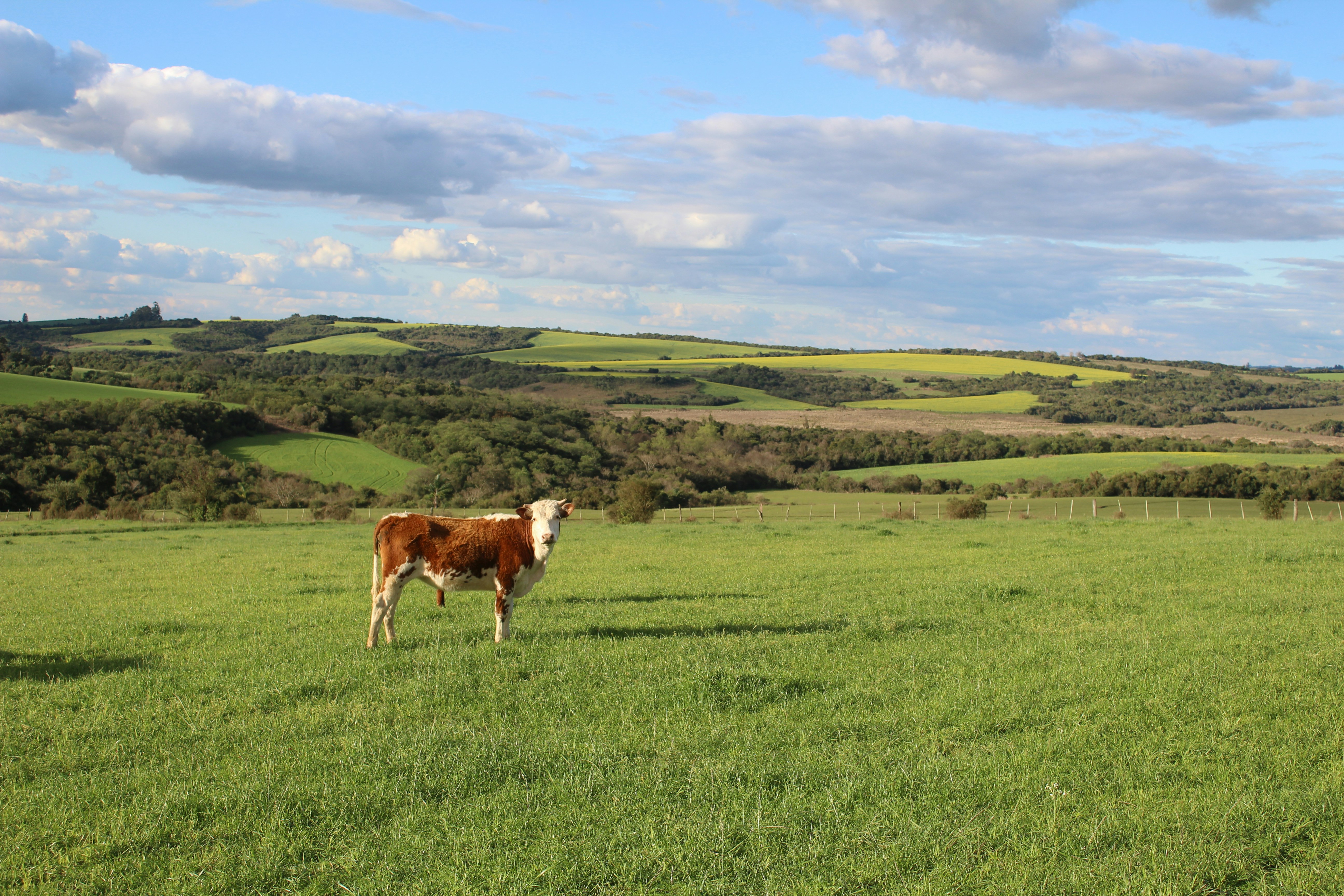 Patchwork Pasture: A Lone Cow Beneath a Shifting Sky
