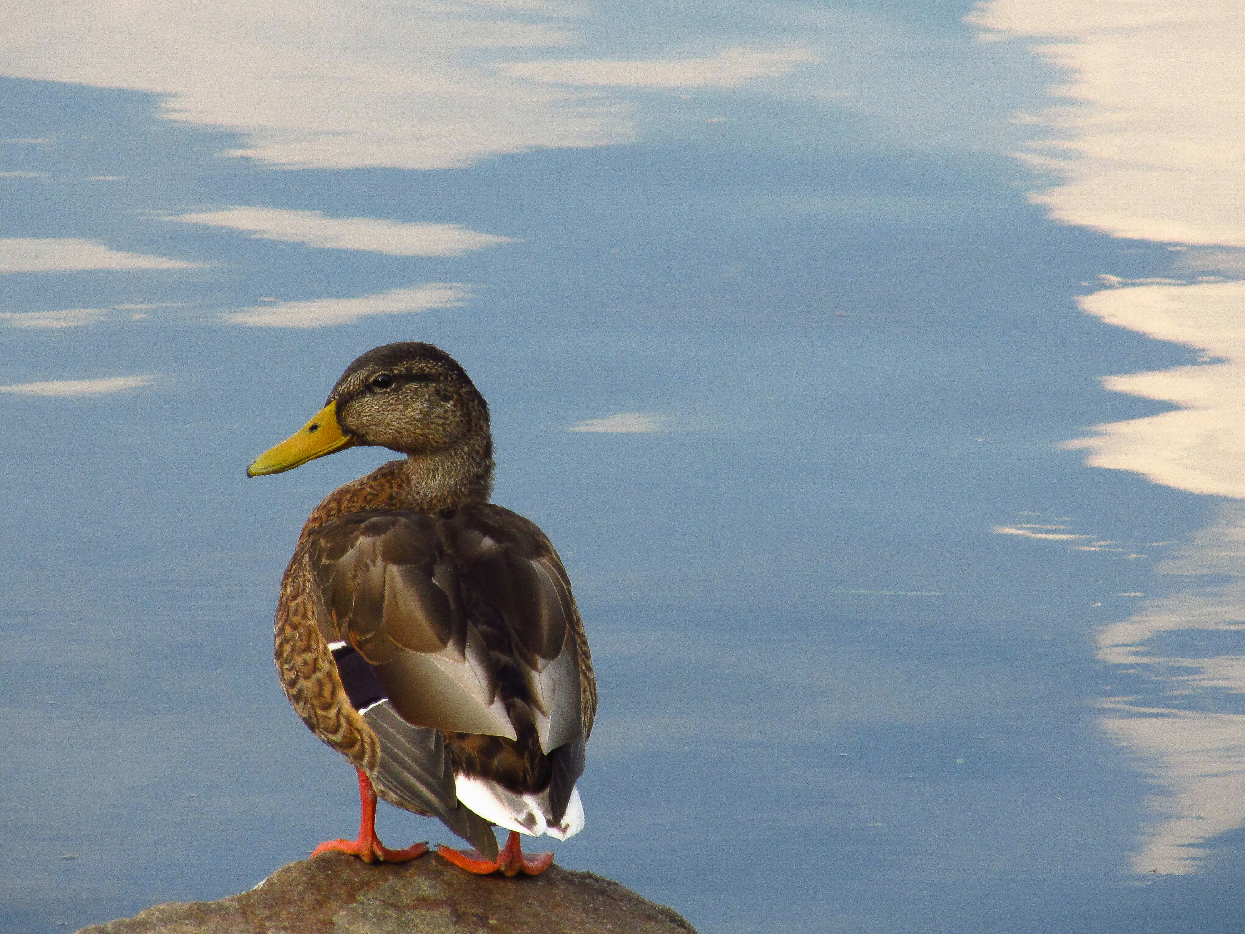 A duck sitting on top of a rock in the water