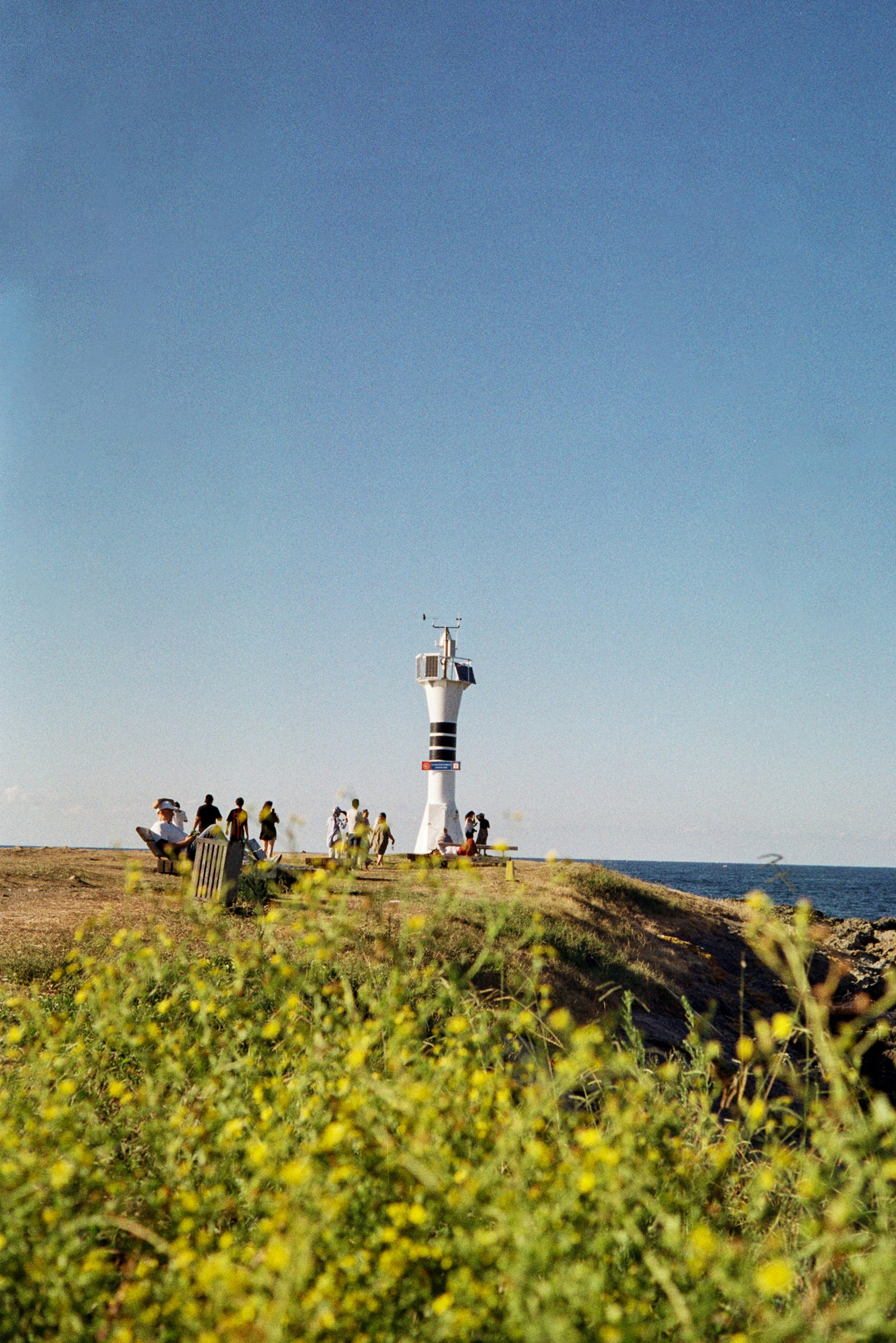Groups of people gather around a white lighthouse on a low headland, with bright yellow wildflowers in the foreground and the blue sea beyond.
