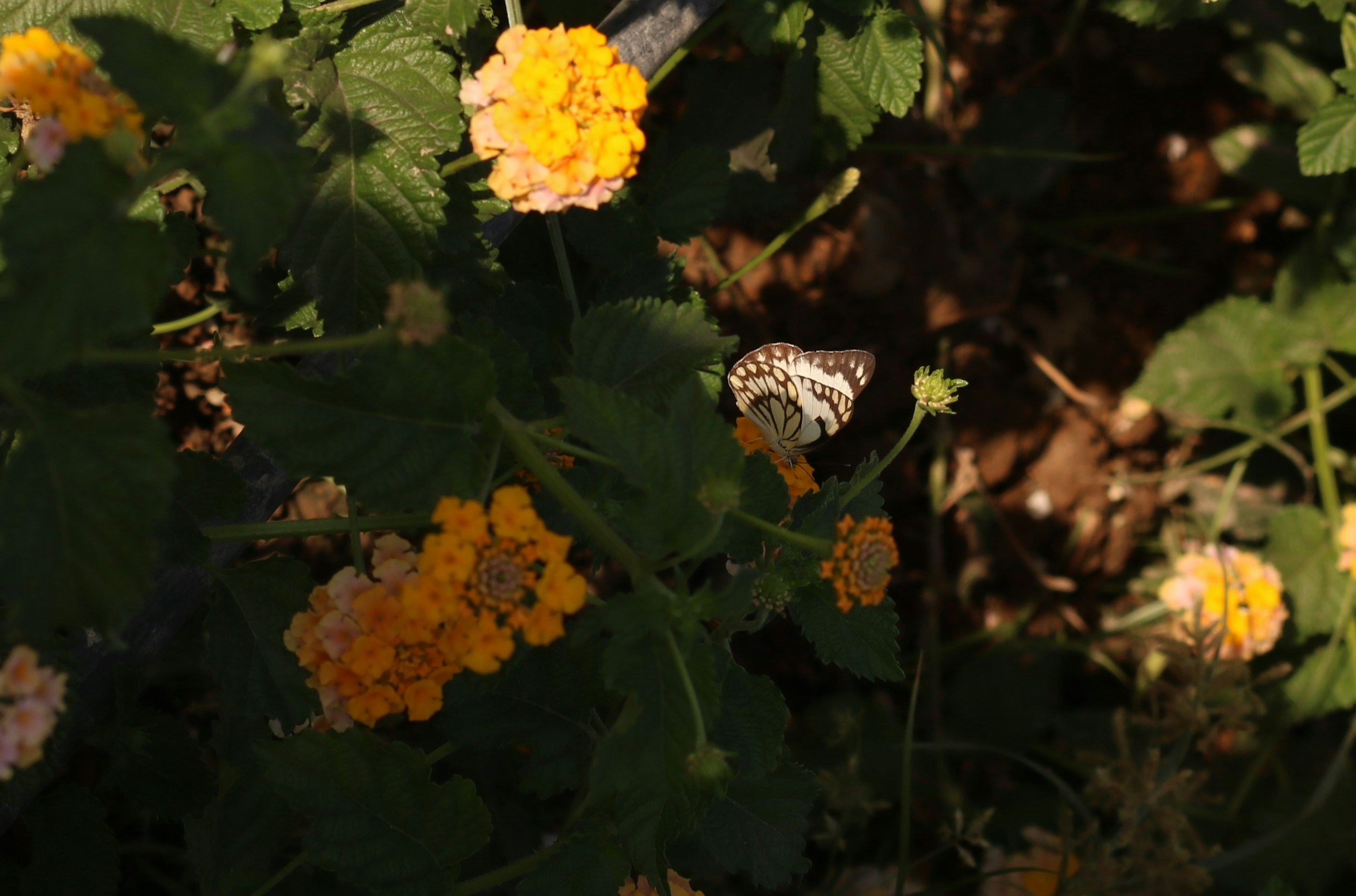 Amber butterfly on lantana in a patch of dappled garden light
