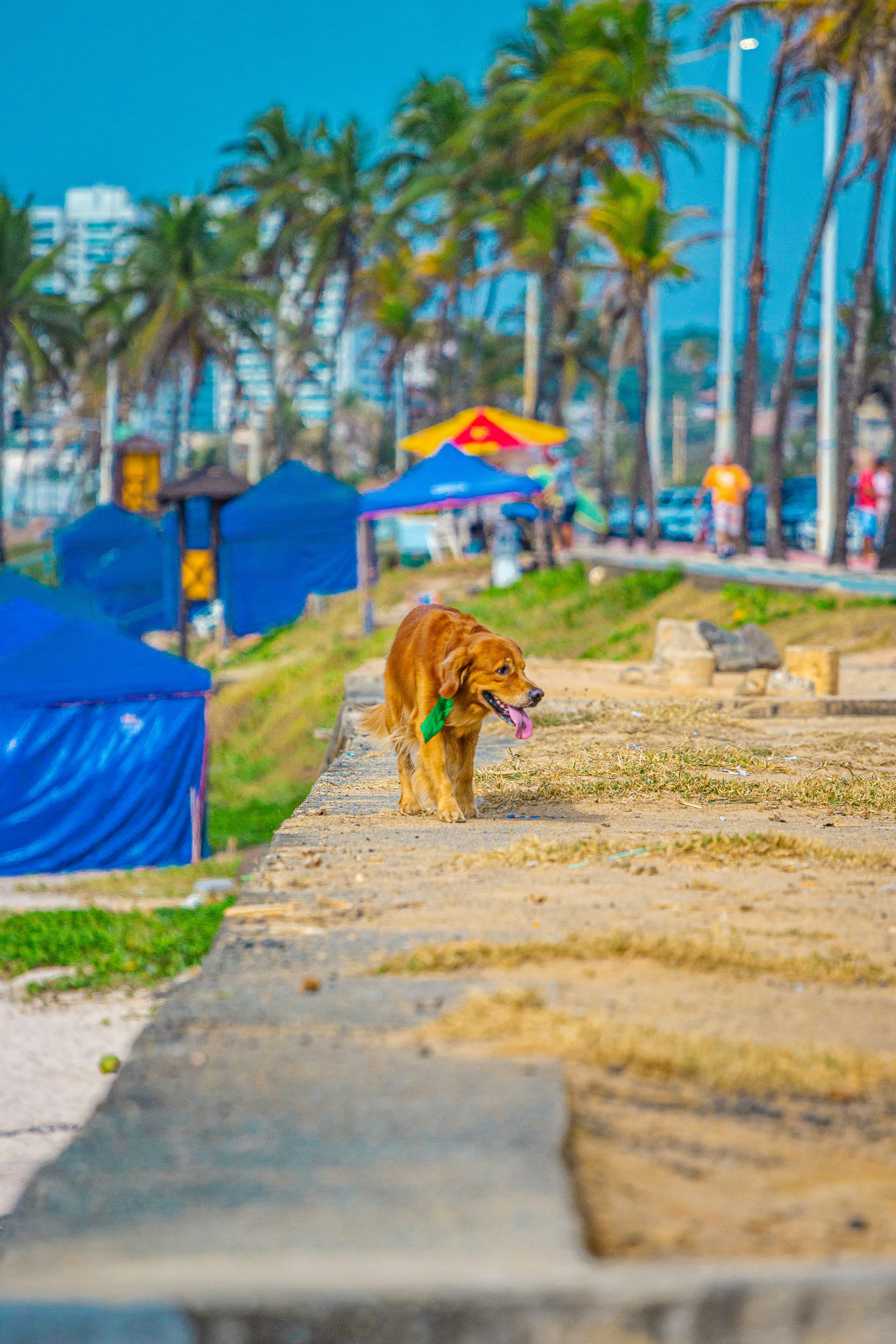 Golden Retriever on a Palm-Fringed Beach Promenade