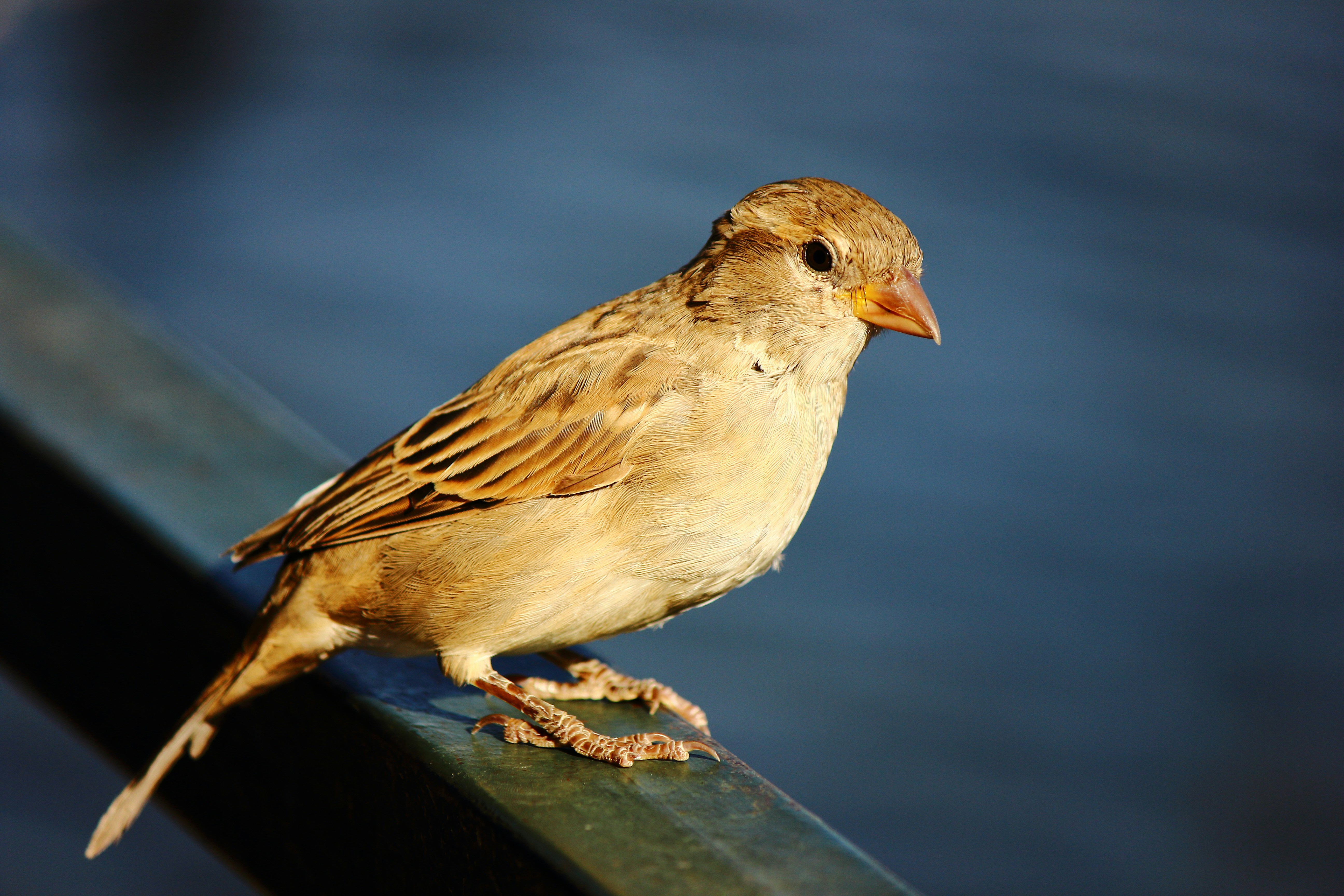 Sunlit Sparrow Perched on a Weathered Rail Over Quiet Blue Water