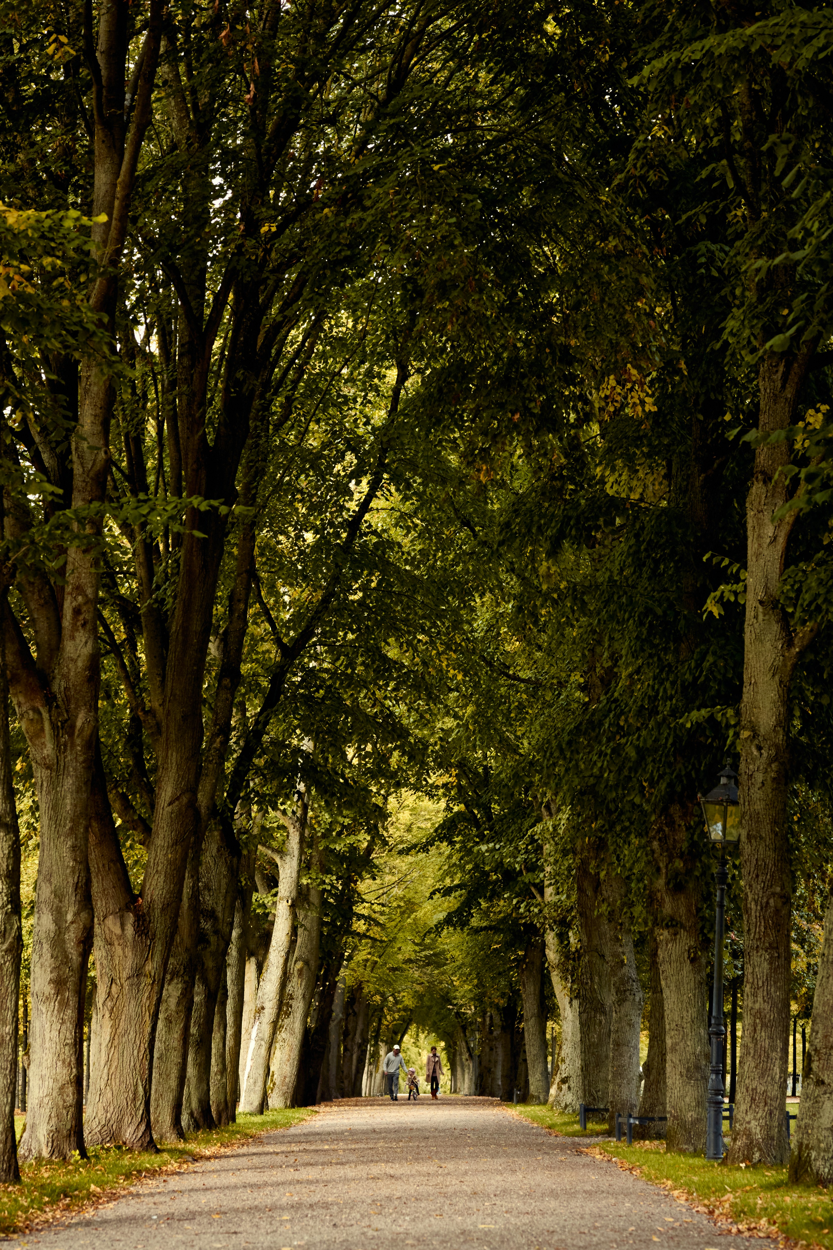A tree lined street with a bench in the middle photo – Free Family ...