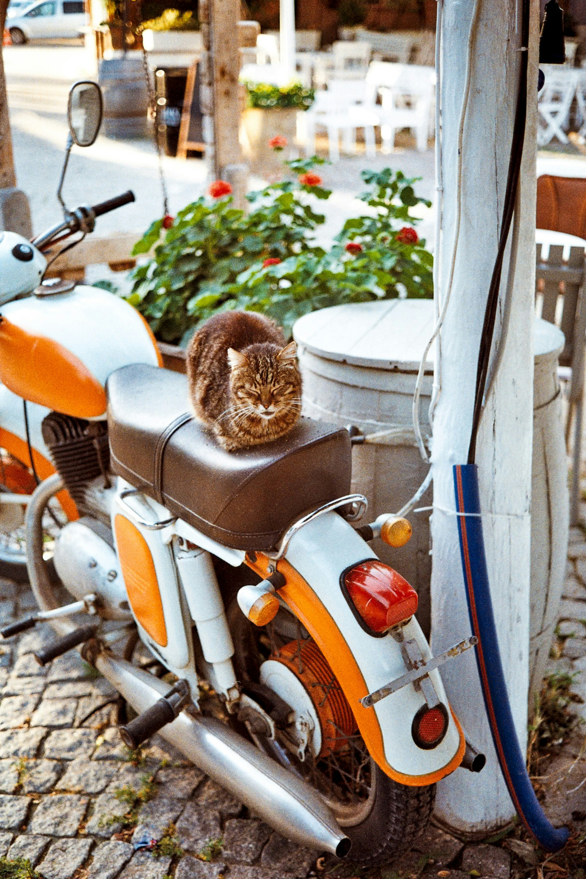 A cat naps on the brown seat of a vintage orange scooter in a sunlit cafe courtyard, with potted plants and white chairs in the background.
