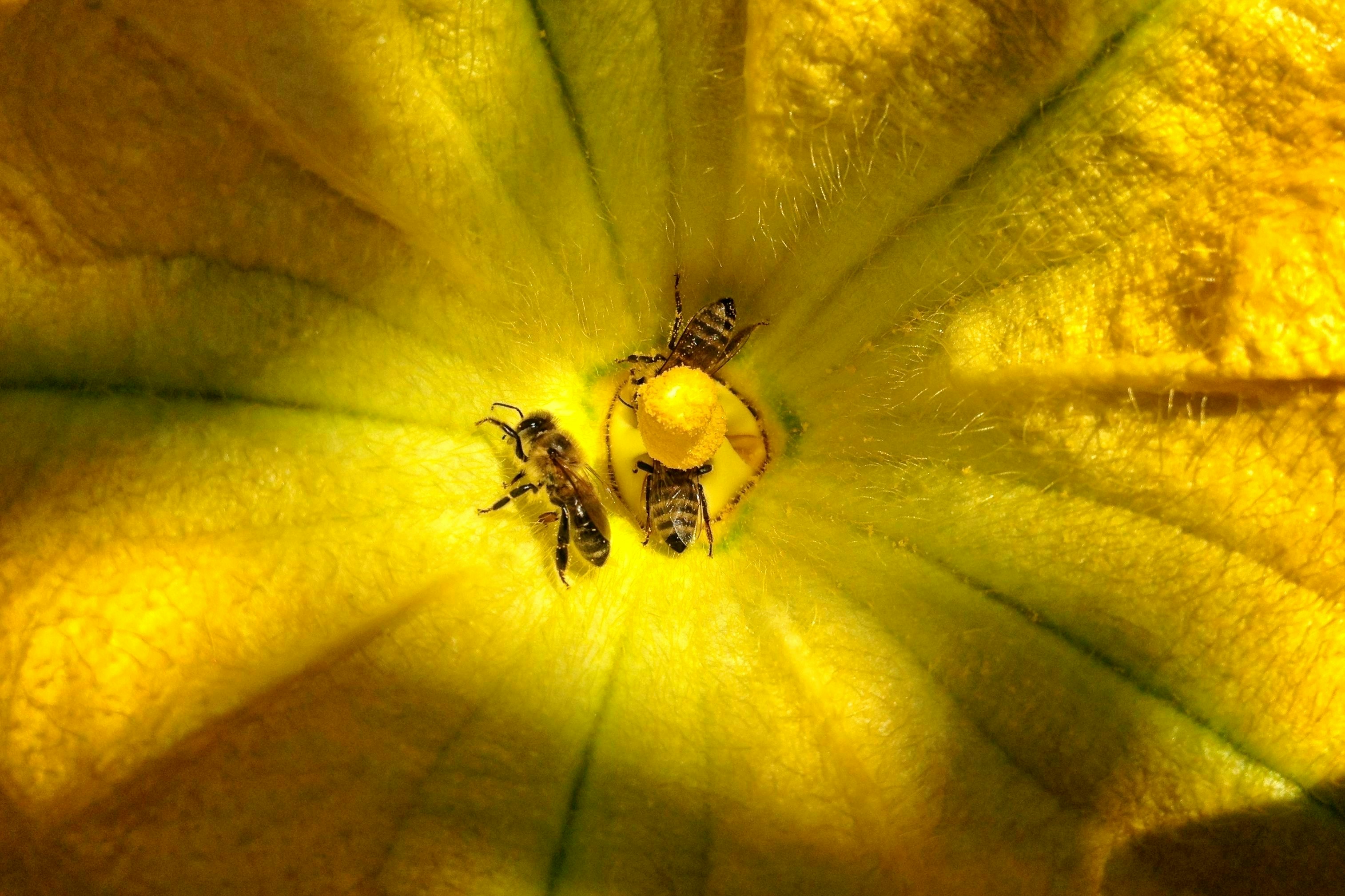 Heart of the Yellow Bloom: Two Tiny Insects at the Flower's Core