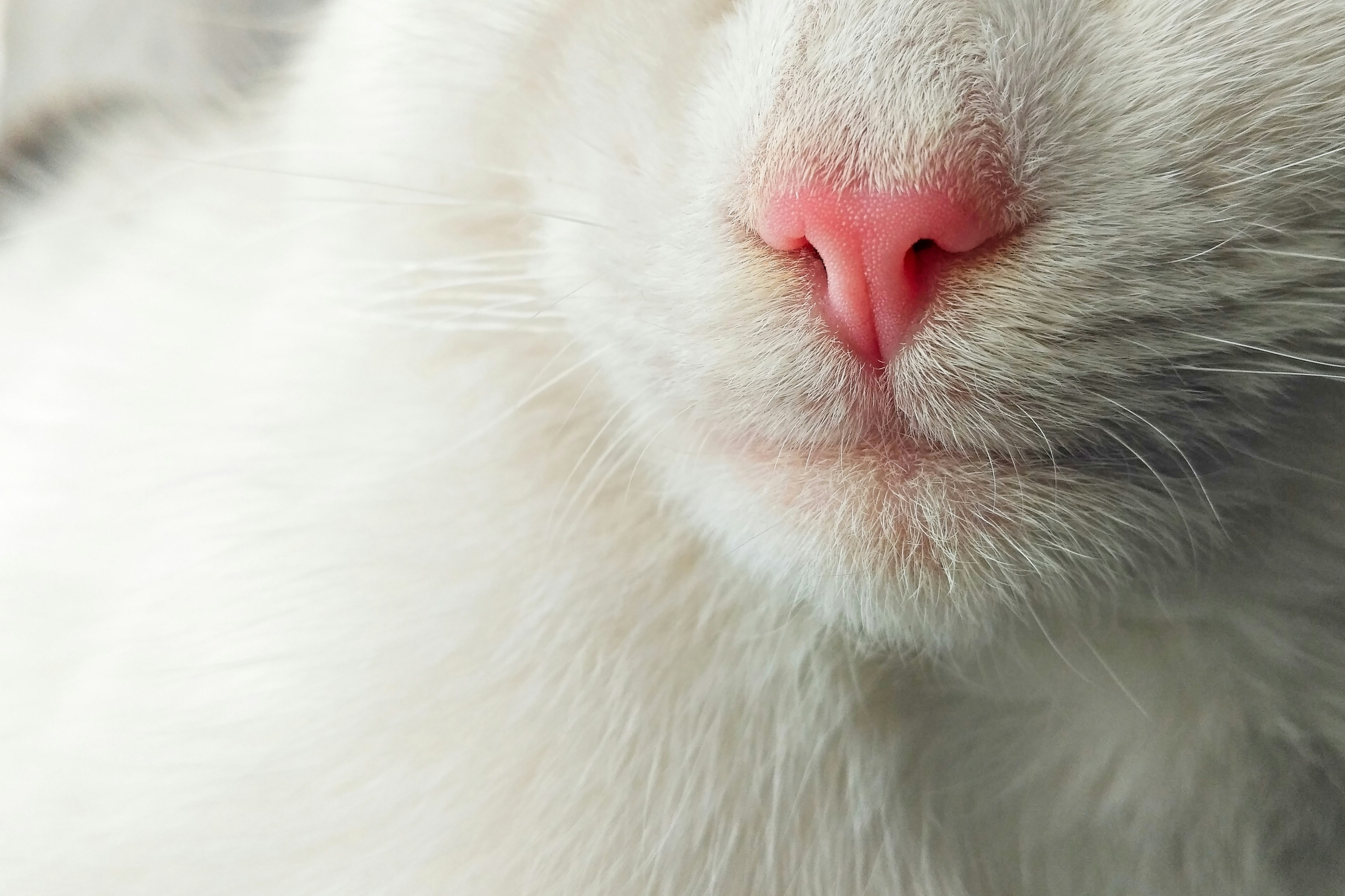 Cat Nose vs. Tiger Nose - What's the Difference? | This vs. That