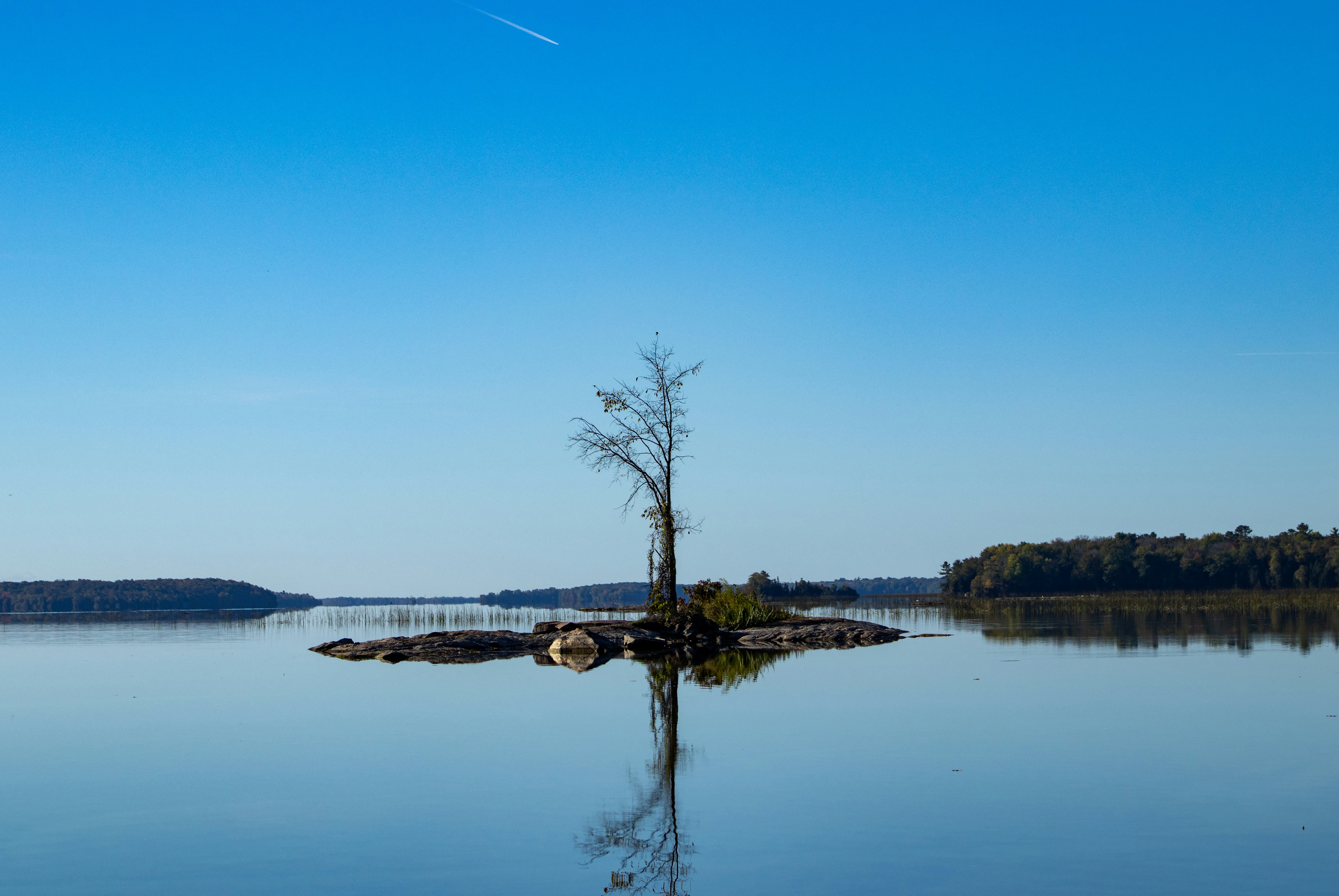 Lone Sentinel on Mirror Lake