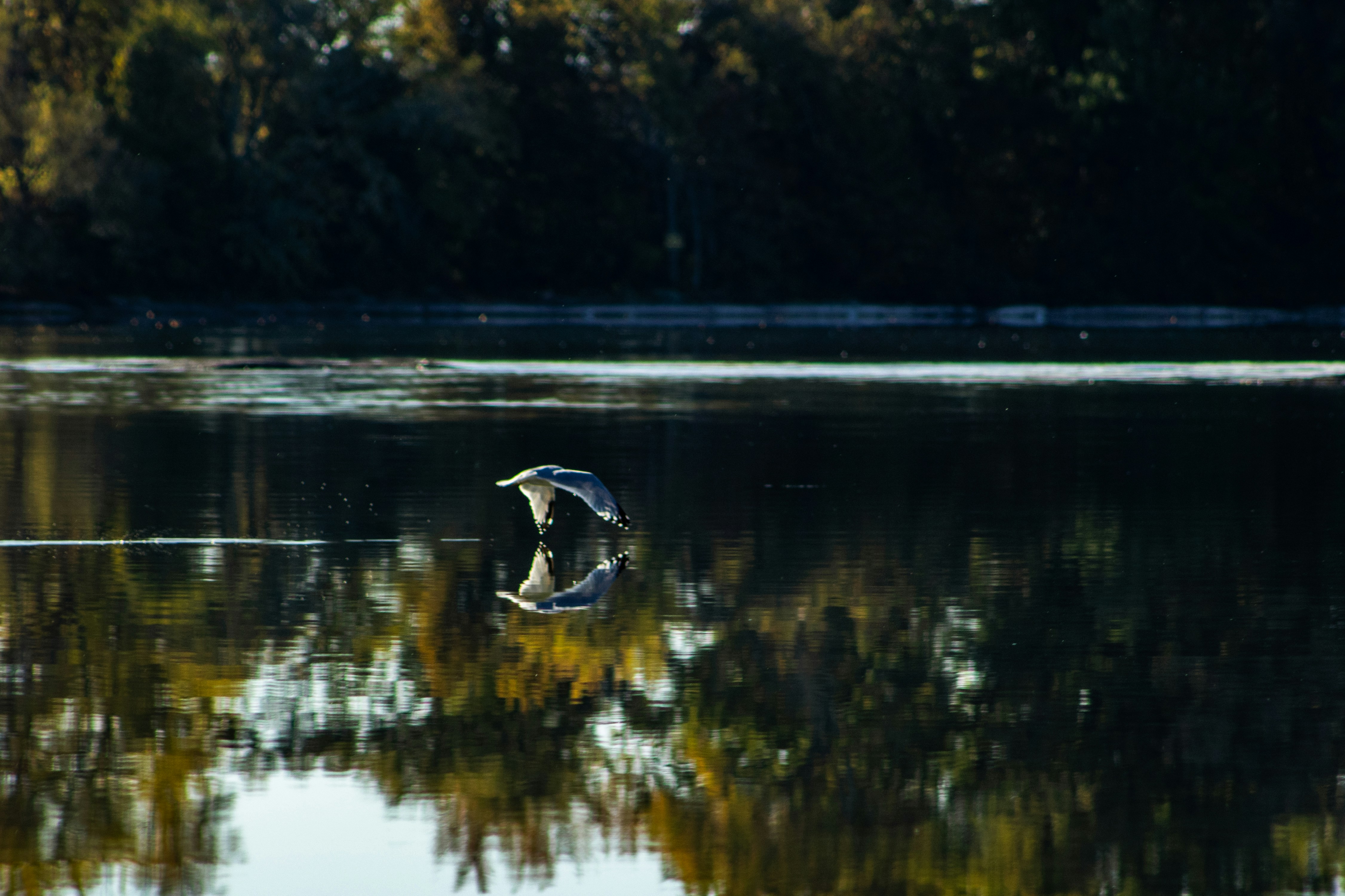 Wingbeat Over a Glassy Lake: A Solitary Bird Carving the Evening Mirror