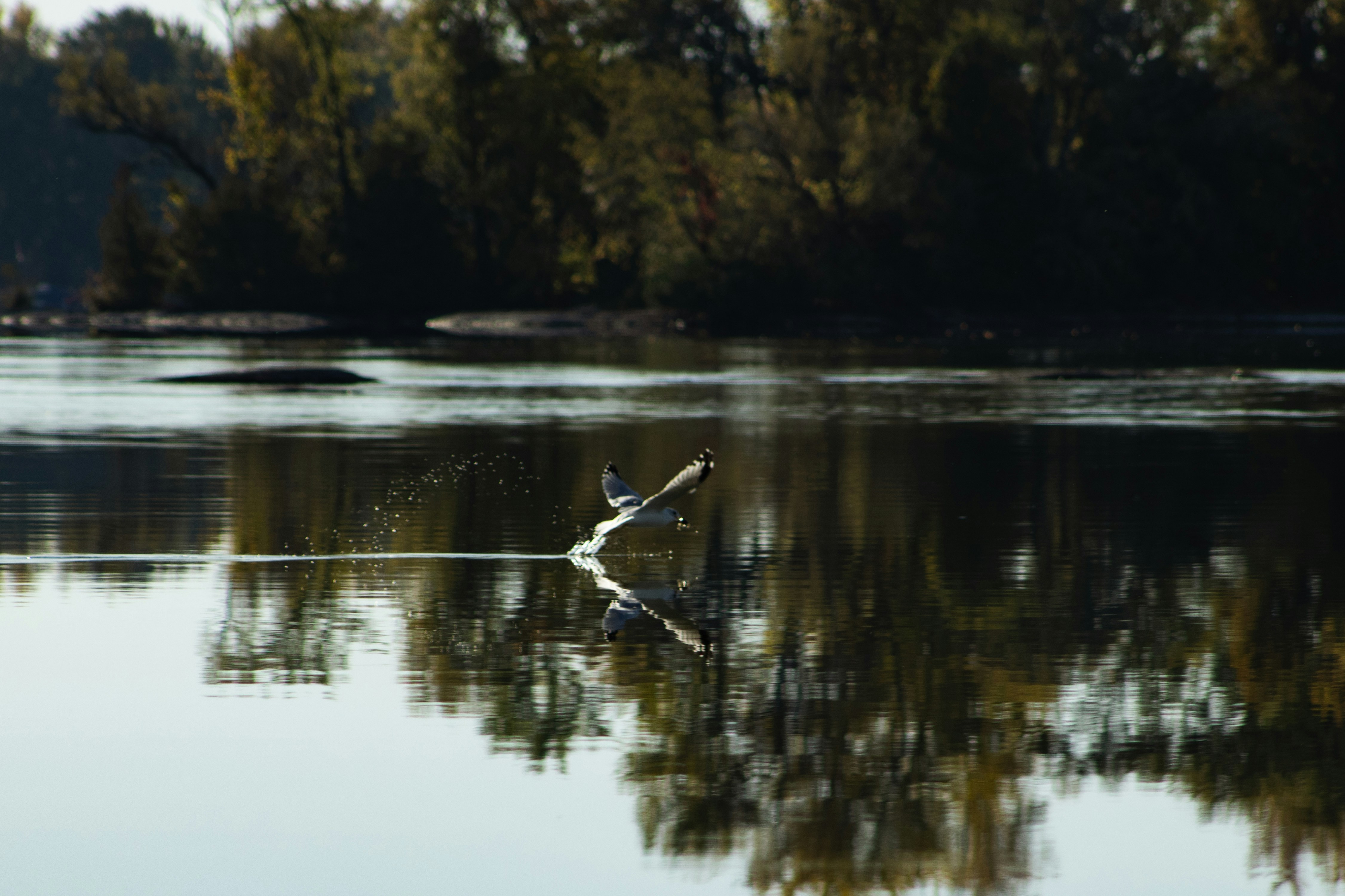 Gull in Slipstream over a Glassy Lake, Autumn Trees Mirrored