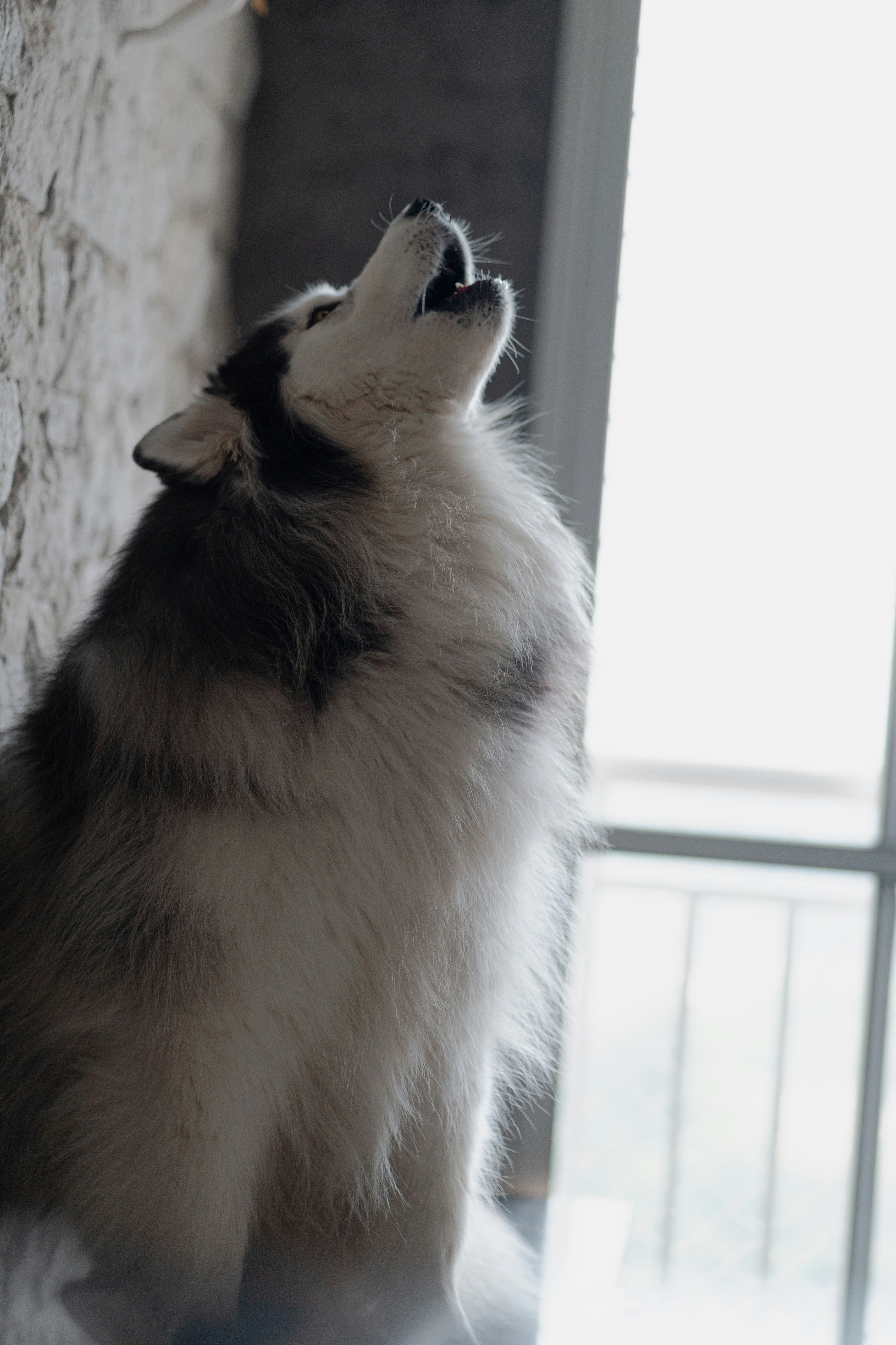 Howling toward the Afternoon Light