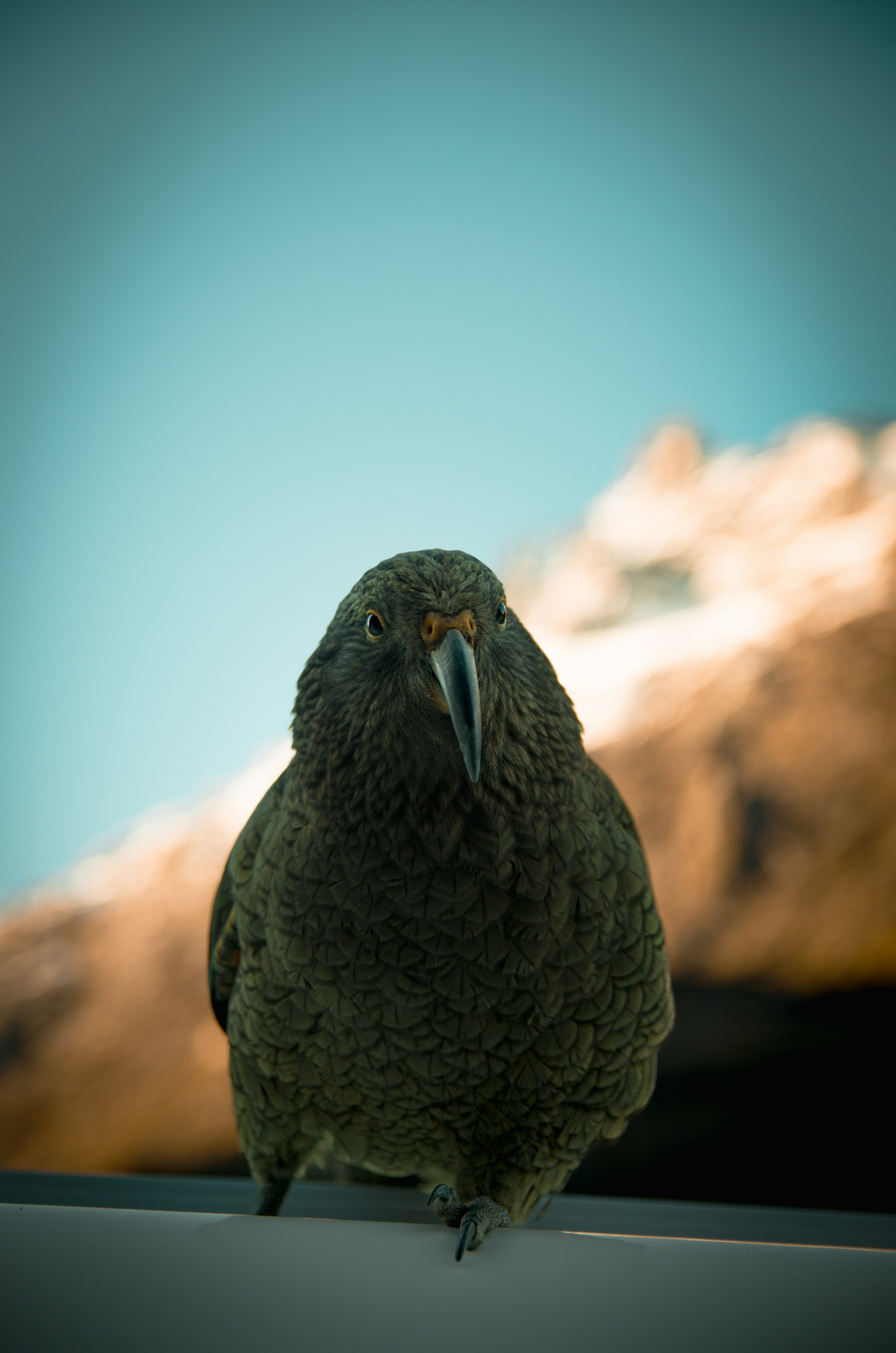 Close-up photograph of a dark-feathered bird perched on a white ledge, with a turquoise sky blurring in the background.