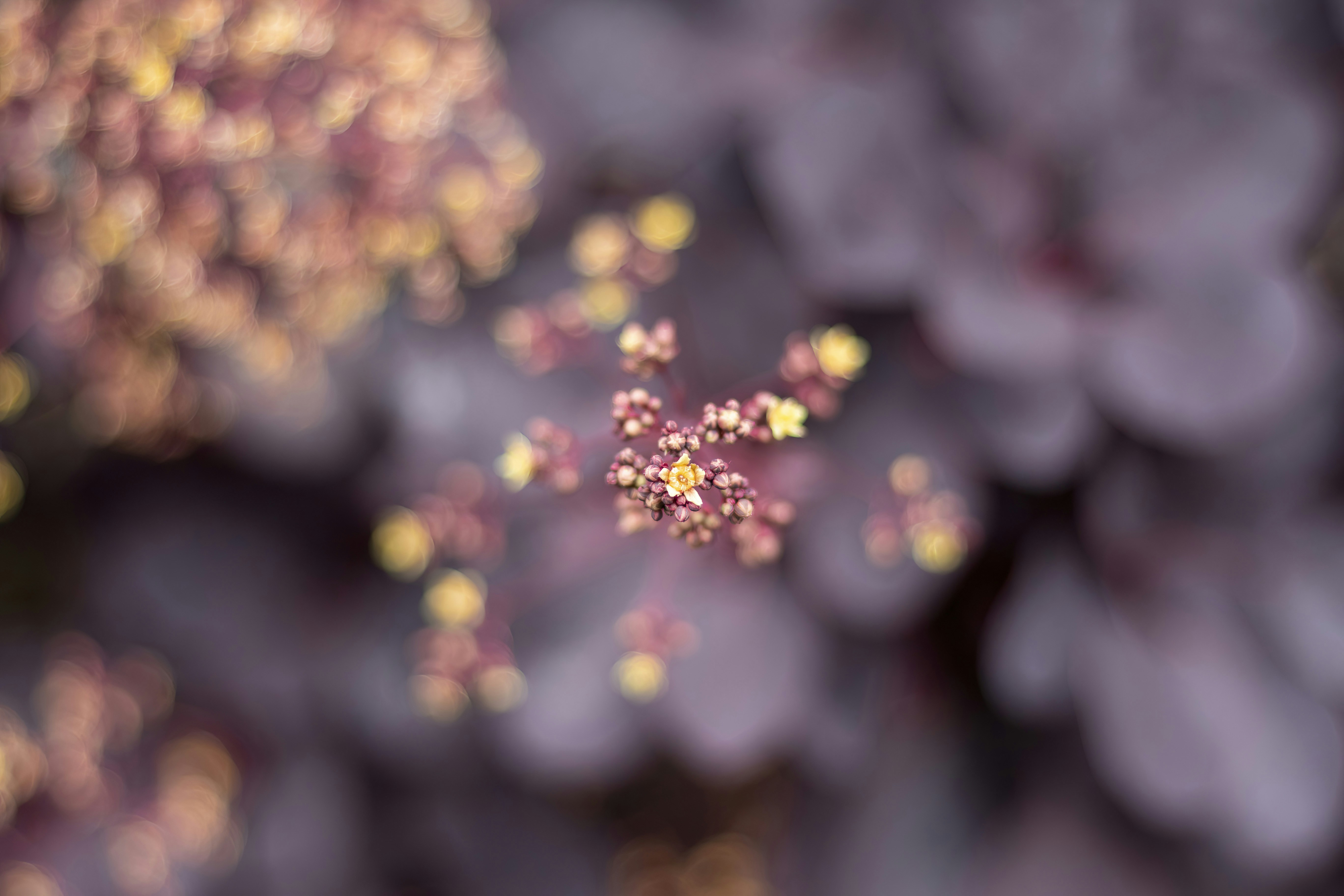 Photo by Alexis Lours with Canon EOS 7D Mark II