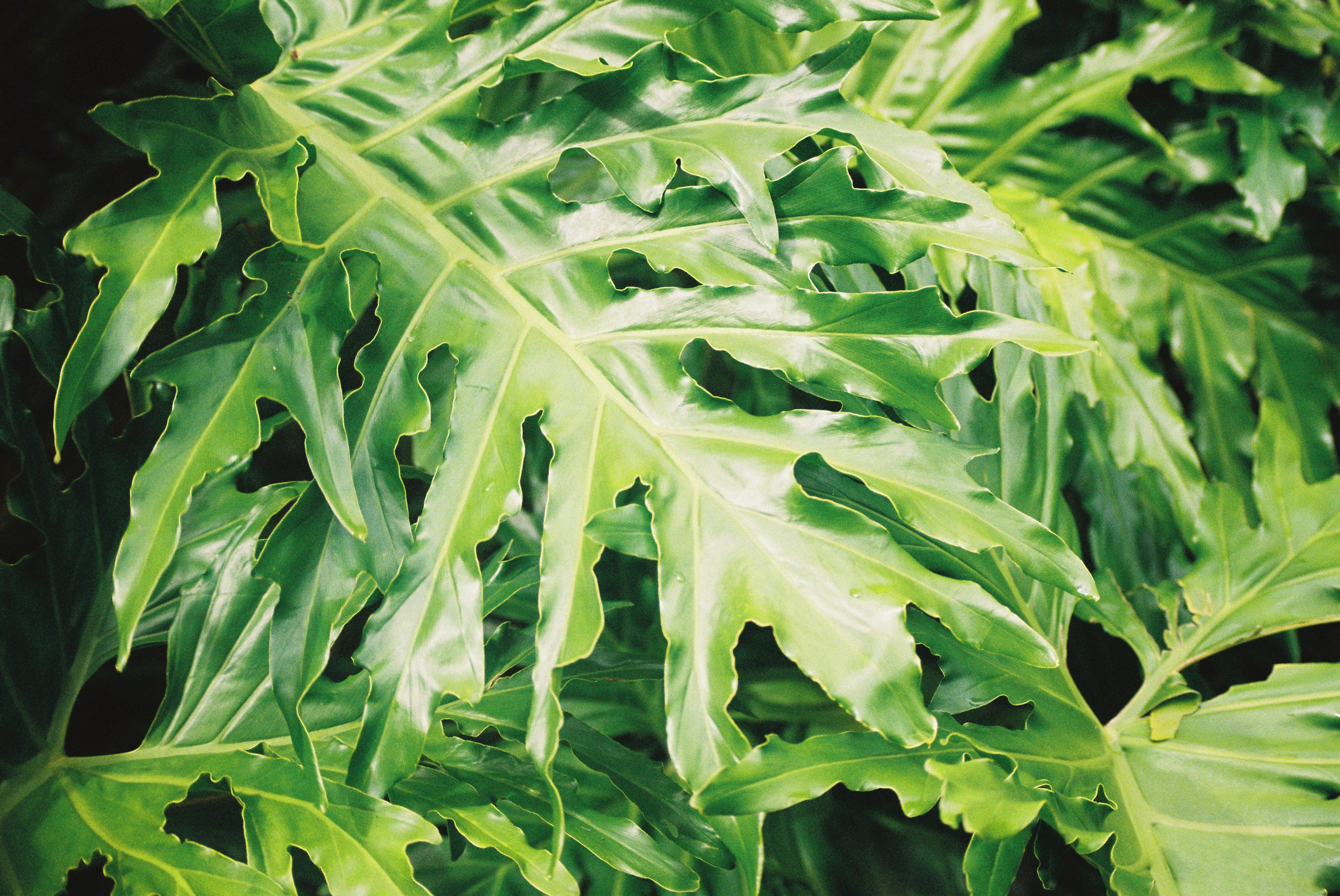 Close up of monstera leaf. Taken on Film