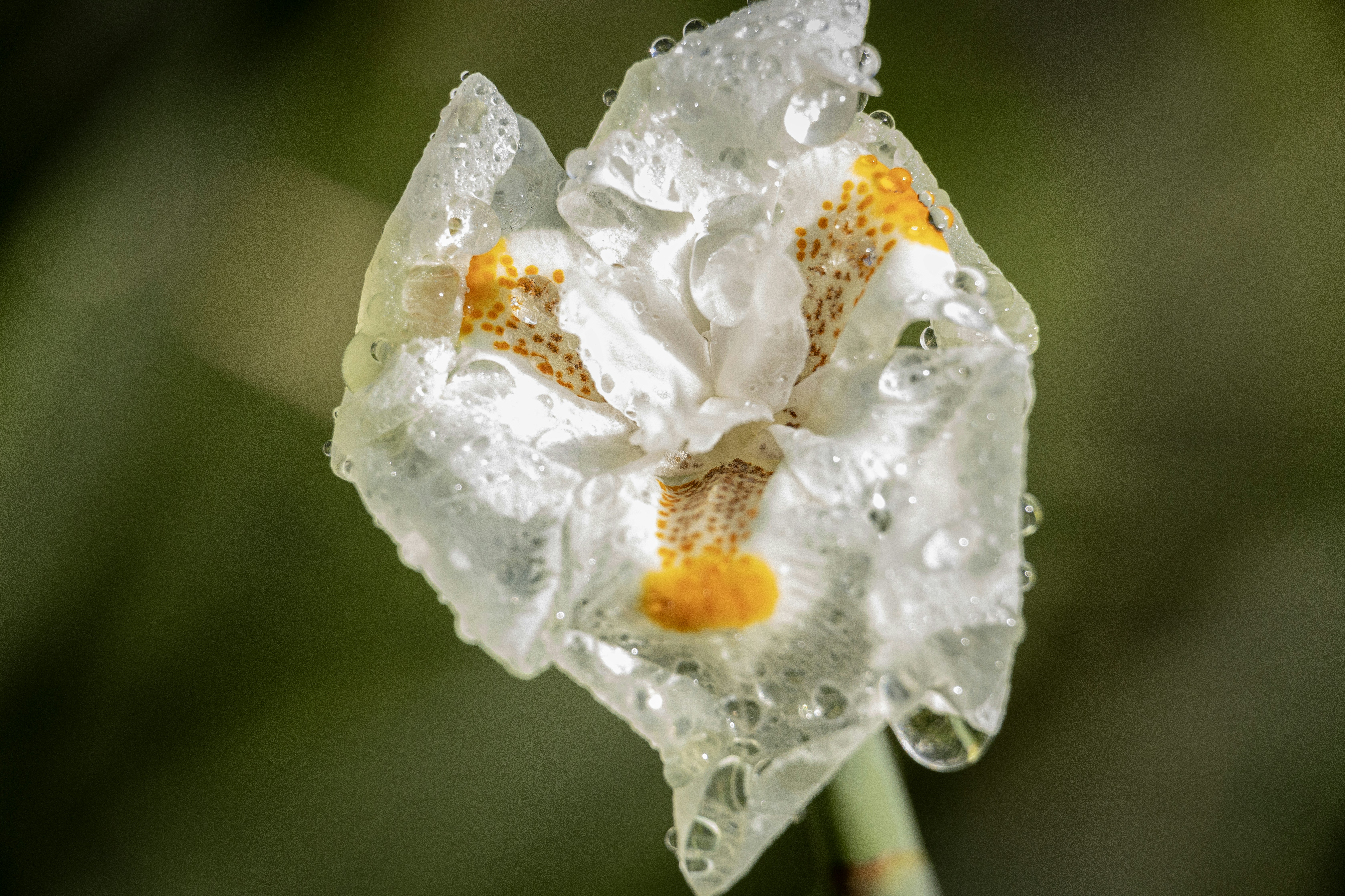 Nature's Crystal Veil
