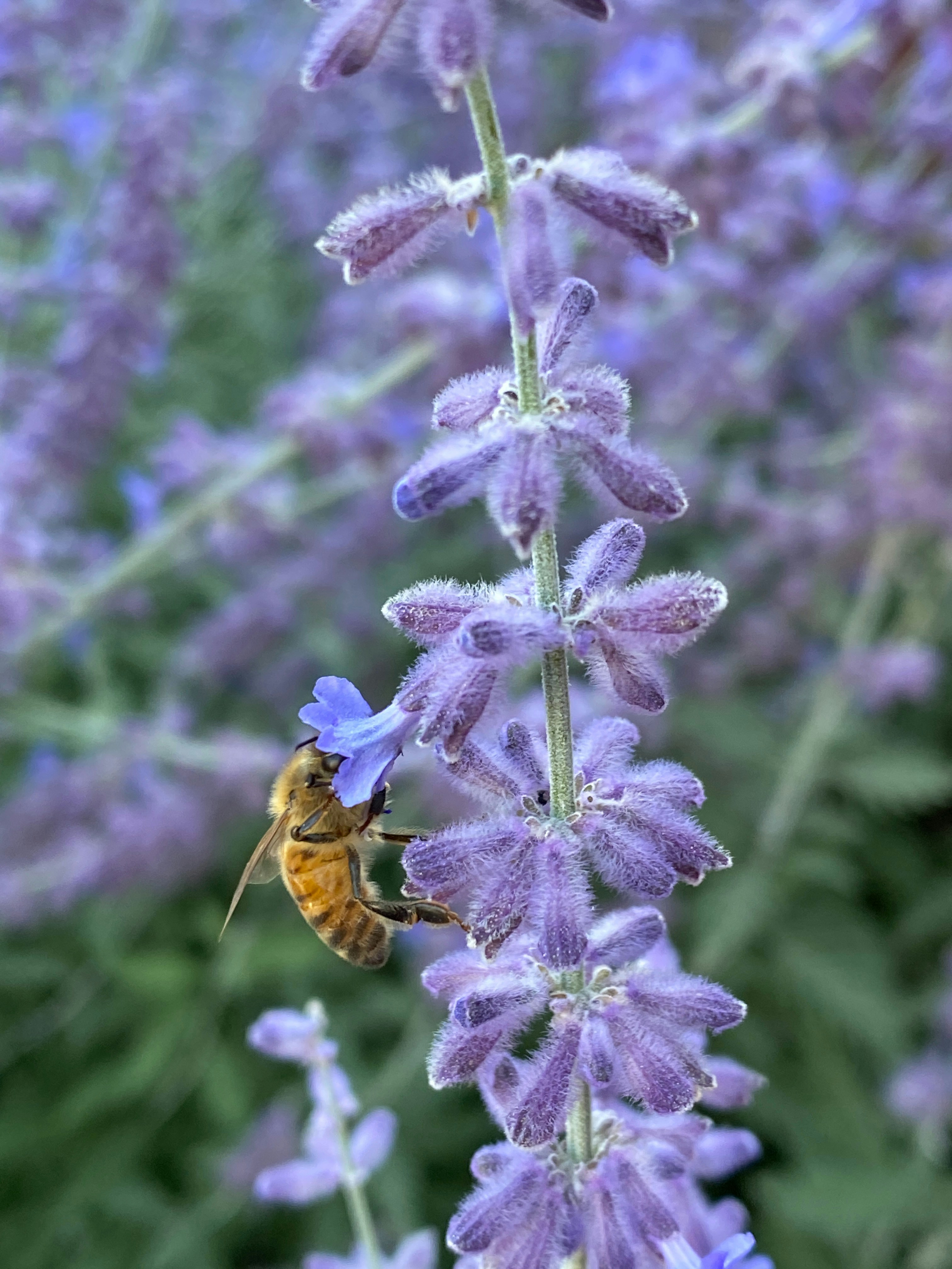 Lavender Loom: A Bee's Quiet Harvest on Violet Spires