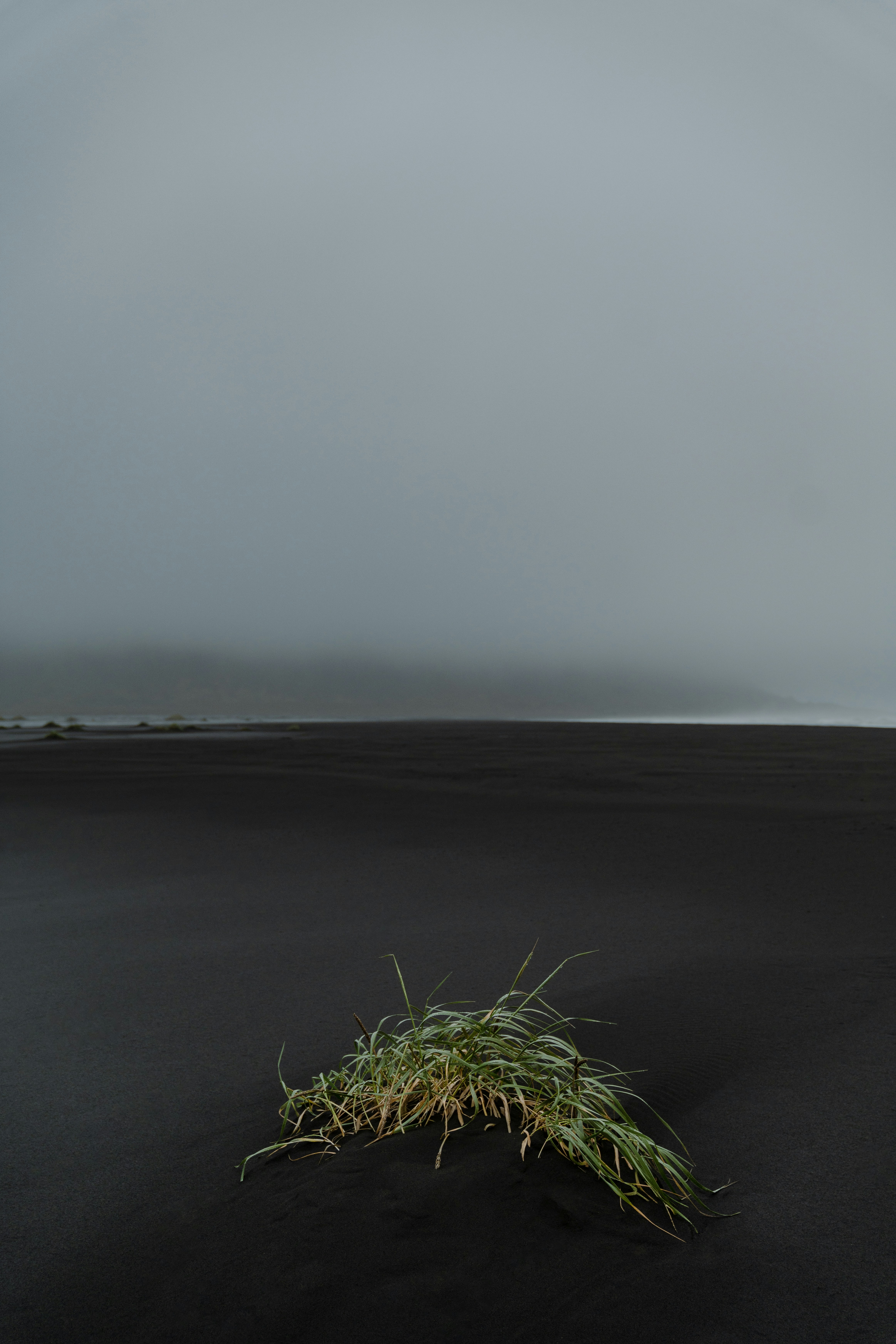 Strand of grass on a vast black sand beach under a misty gray sky.