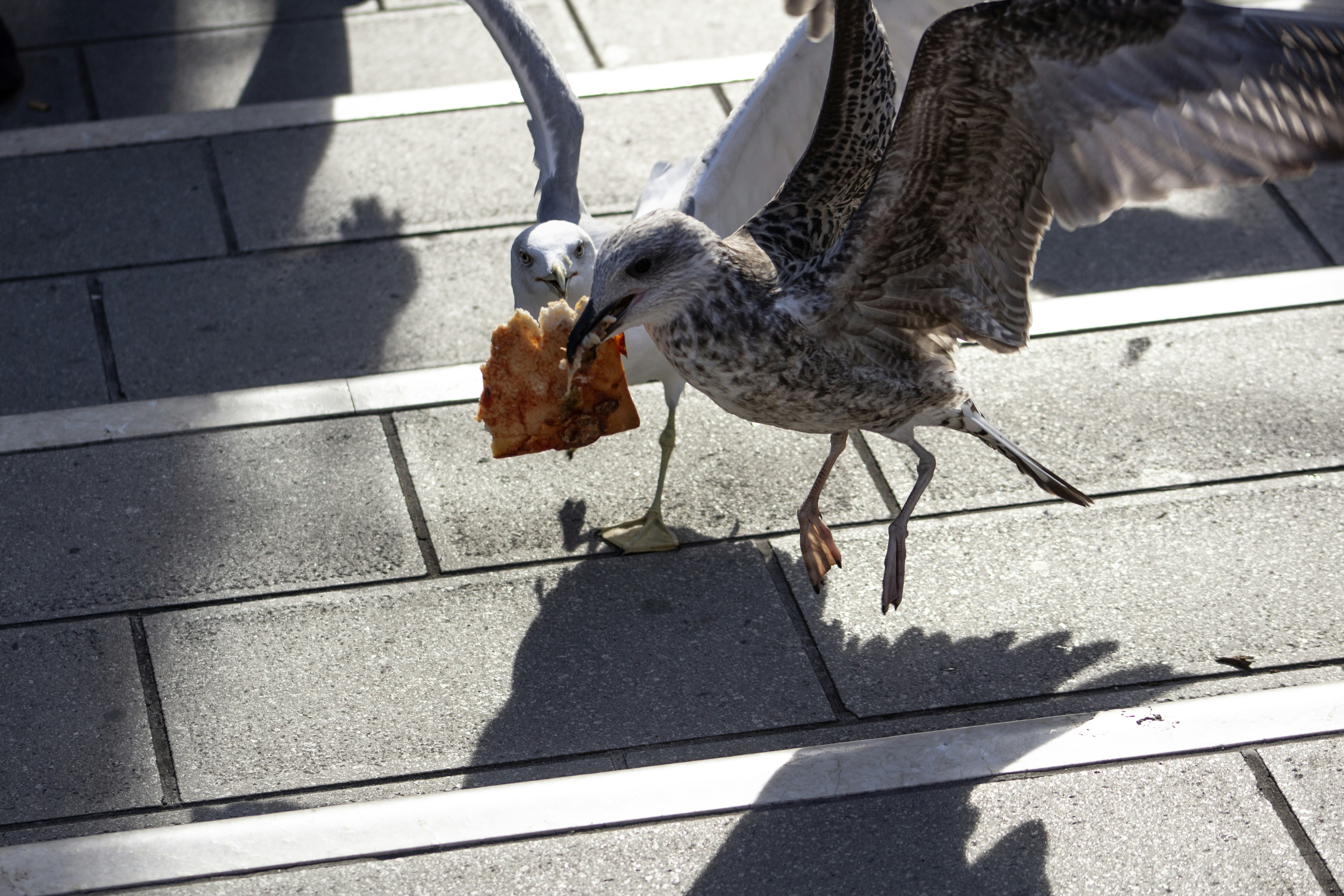 Leaf-Claiming Seagull on Sunlit Tile Steps