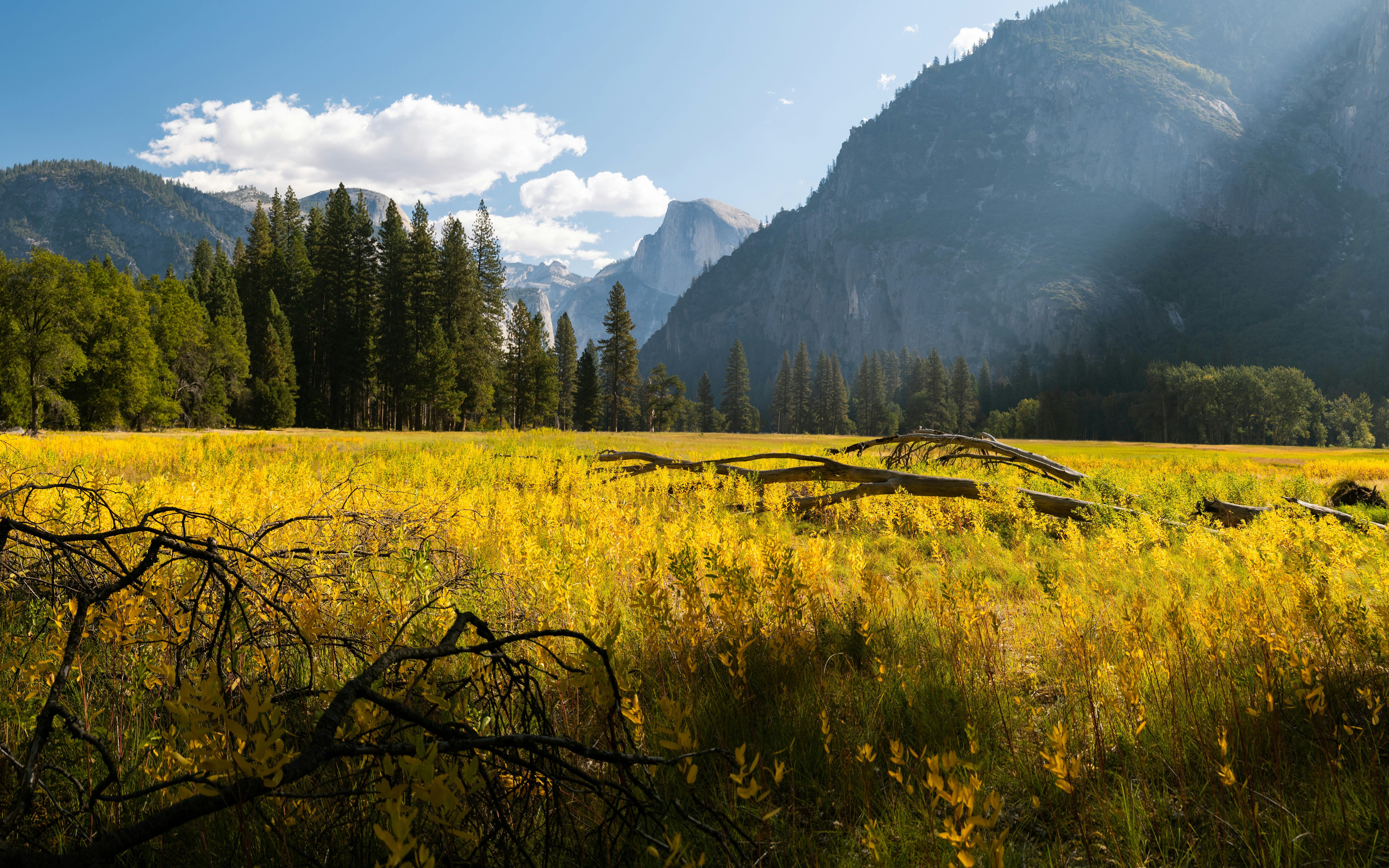 Vibrant yellow wildflowers blanket a sunlit meadow, framed by towering mountains and a dense forest backdrop. Rays of sunlight filter through, creating a serene atmosphere.