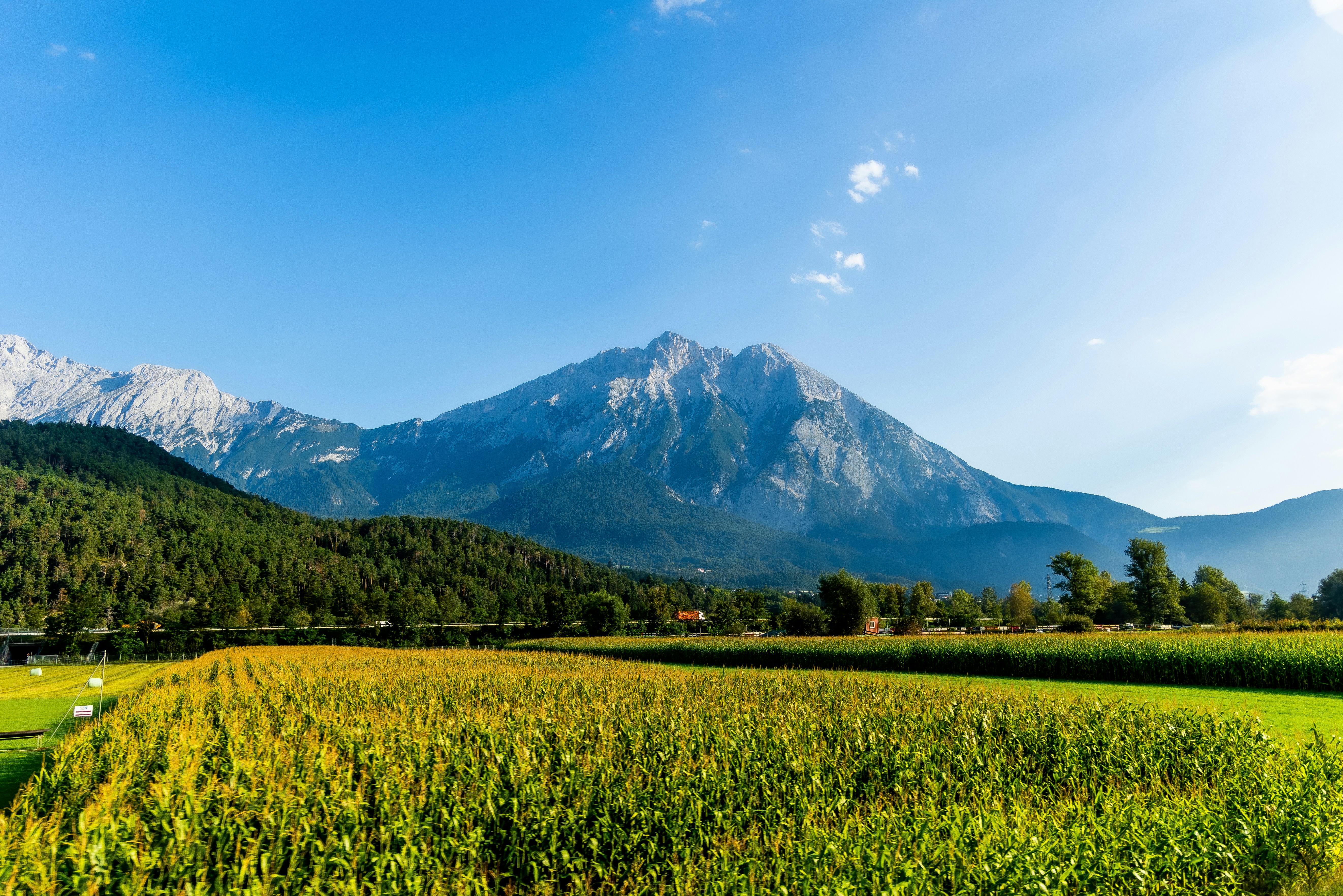Vibrant cornfields stretch towards a towering mountain under a clear blue sky, showcasing the harmony of agriculture and nature's grandeur.