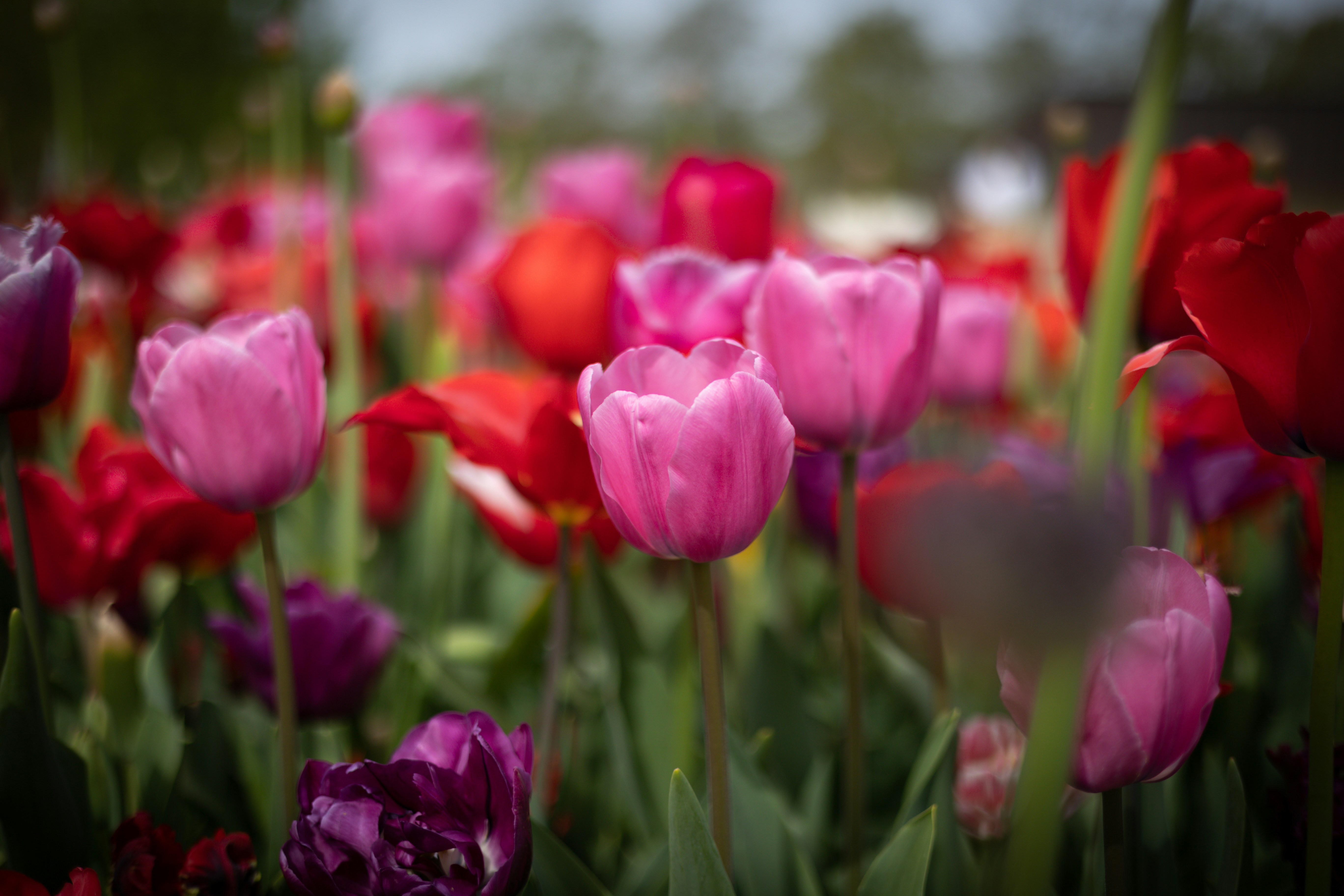The Center Bloom: A Pink Tulip Framed by a Sea of Color