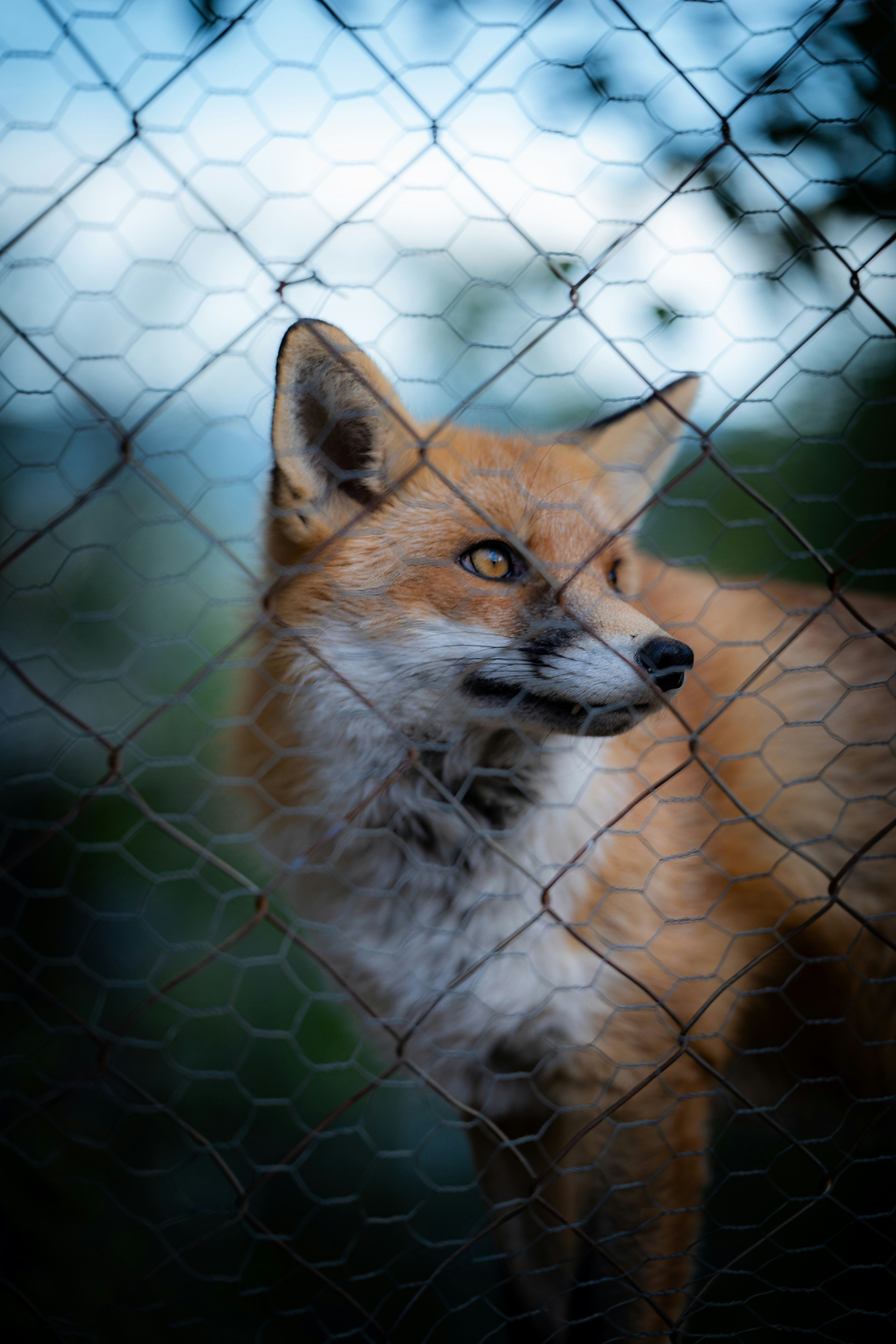 A fox gazes thoughtfully through a hexagonal wire fence, its fur glowing softly in the natural light.
