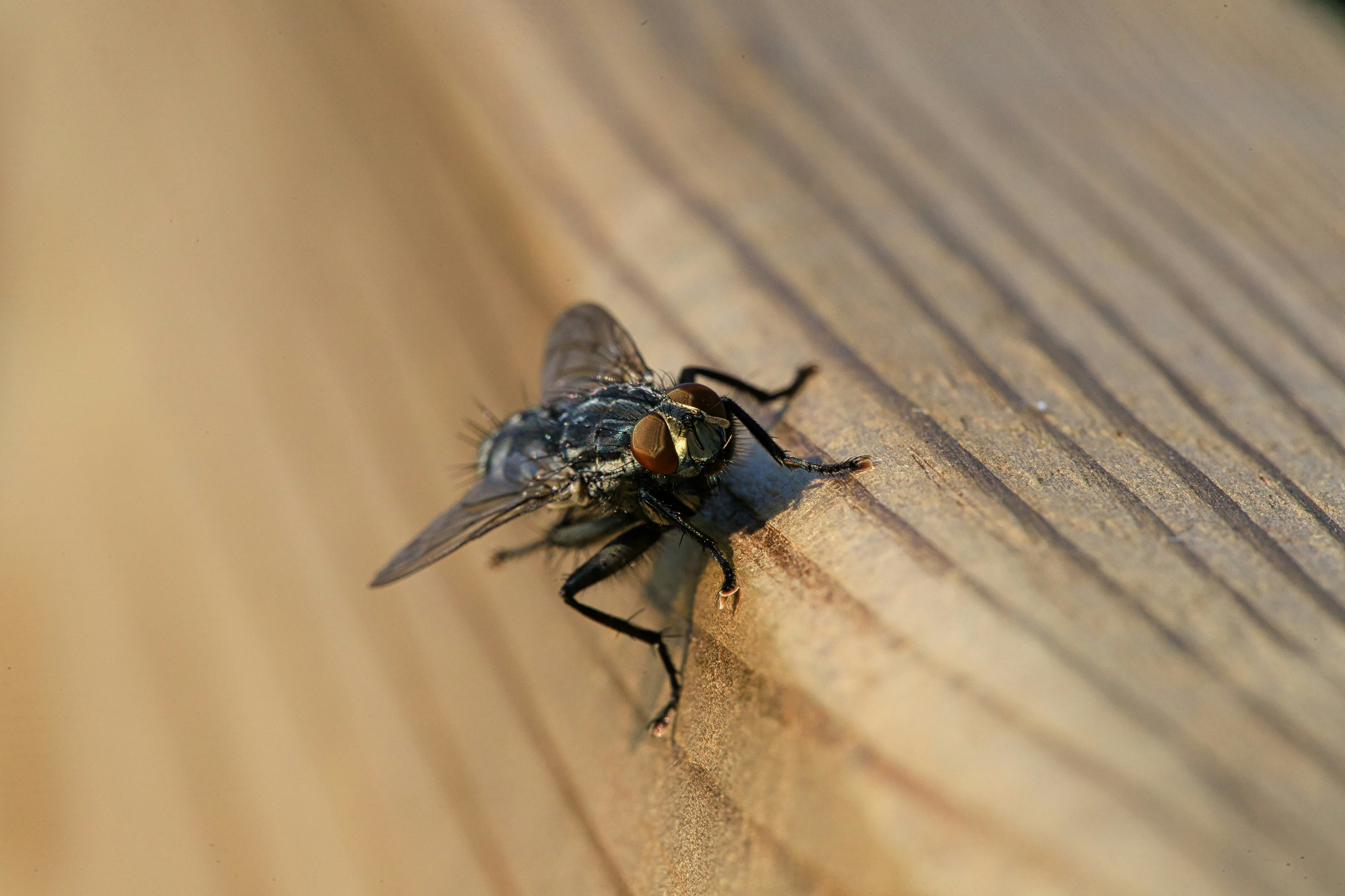 A fly sitting on top of a wooden table photo – Free Fly Image on Unsplash