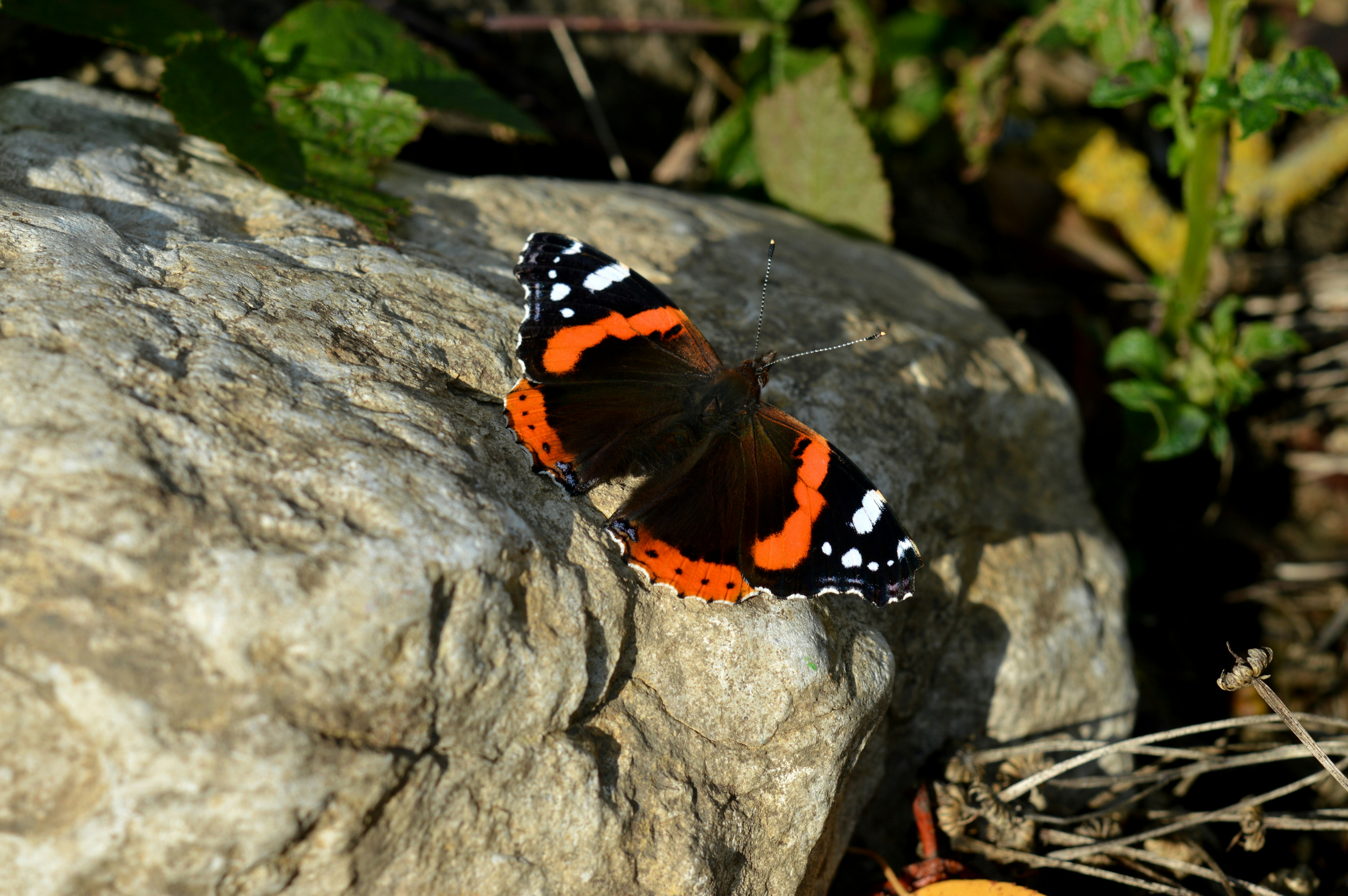 Una mariposa roja y negra sentada sobre una roca foto – Imagen de ...