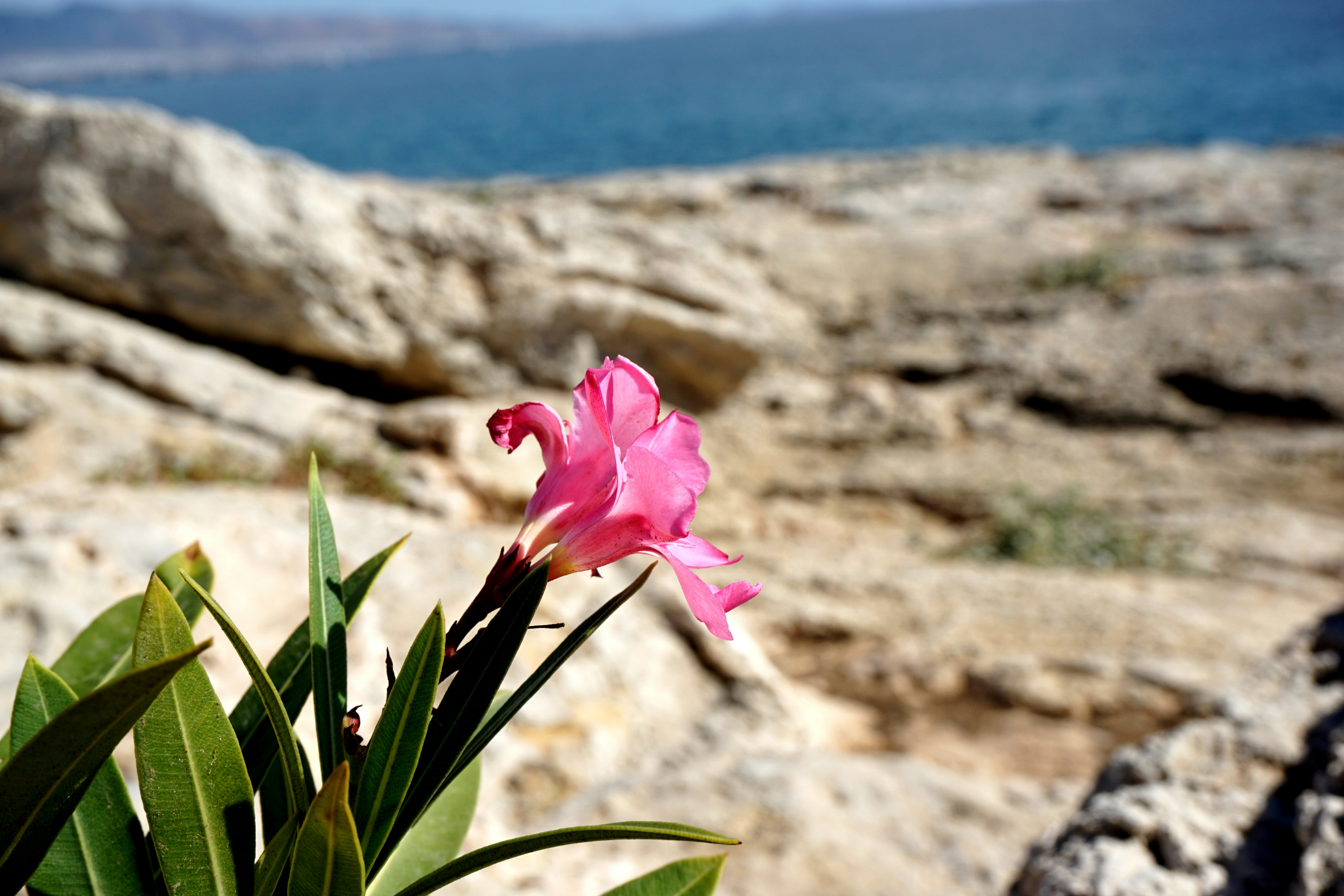 A pink flower sitting on top of a lush green plant photo – Free Flower ...